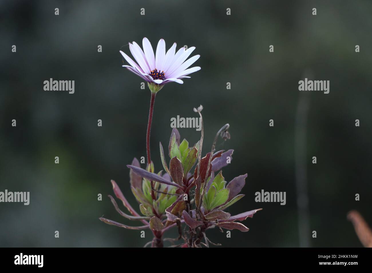 Detalhe flor hi-res stock photography and images - Alamy