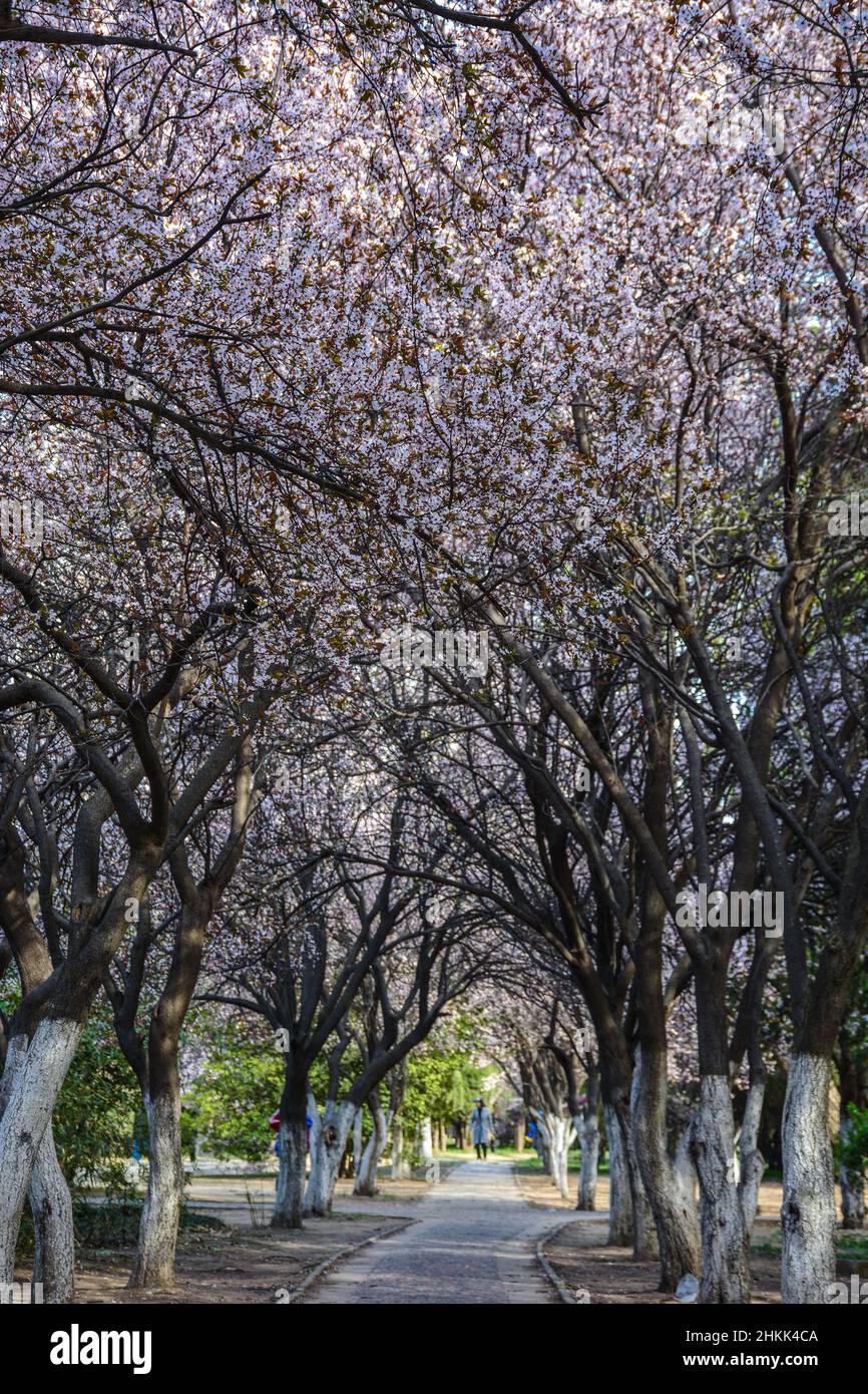 Henan province outside hi-res stock photography and images - Alamy