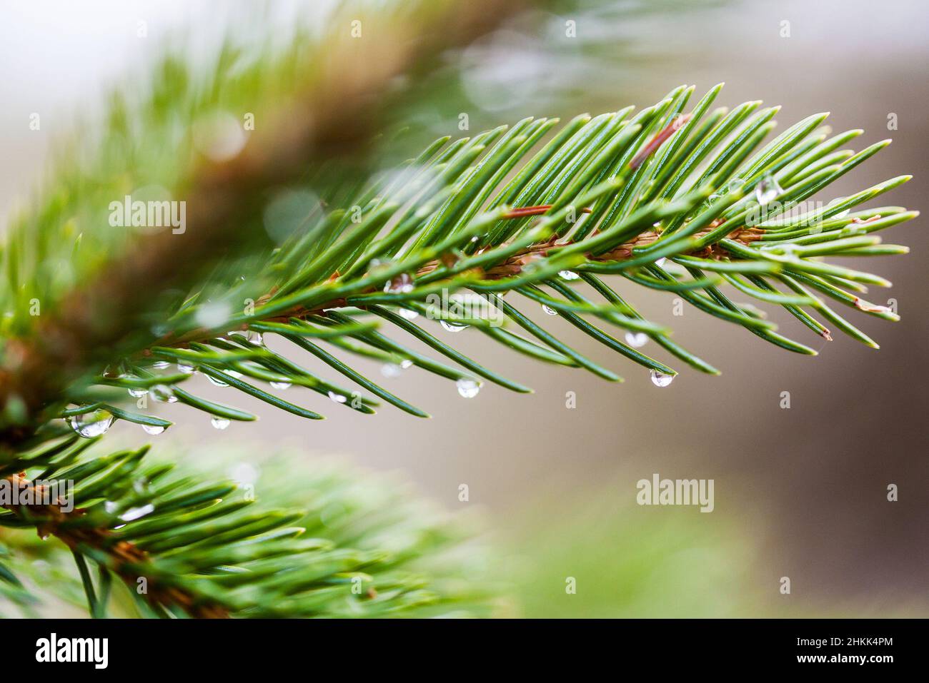 Close up of Canadian pine tree needles with raindrops hanging after a ...