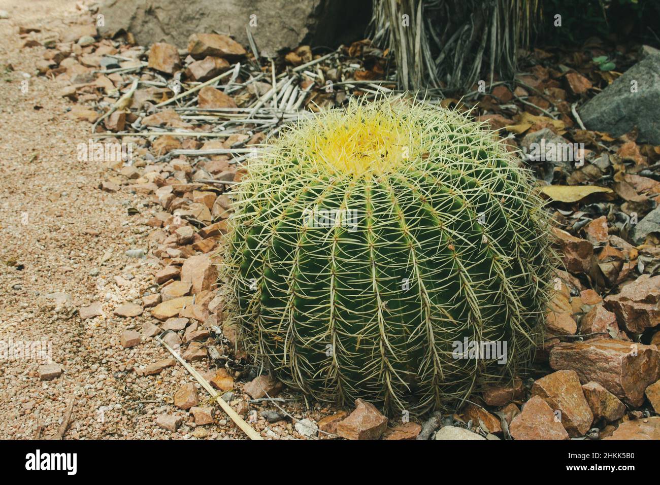 Close-up of a small Cactus in a Botanical Garden in Australia Stock ...