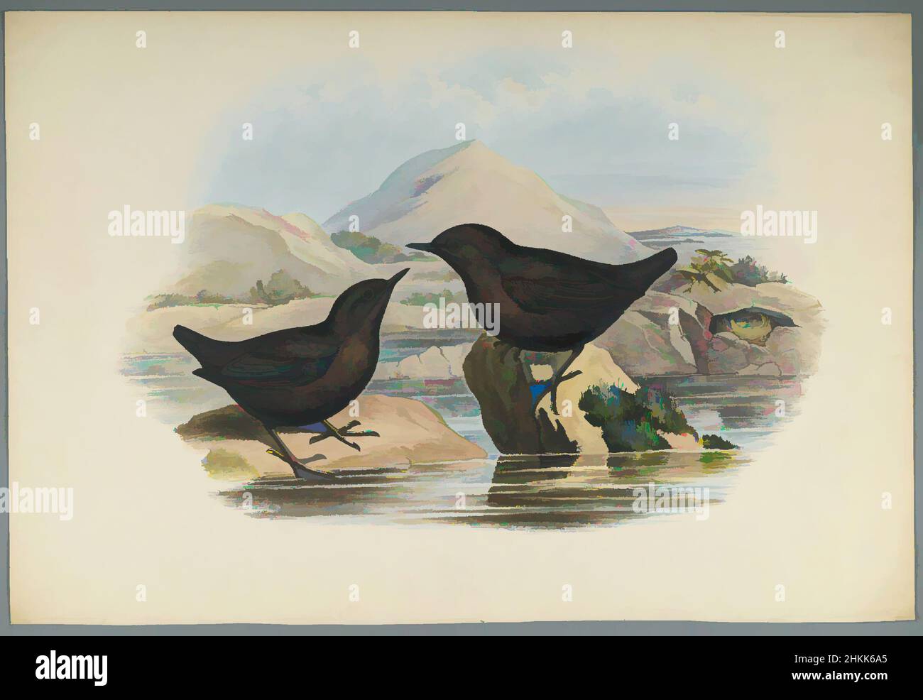 Water ouzel hi-res stock photography and images - Alamy