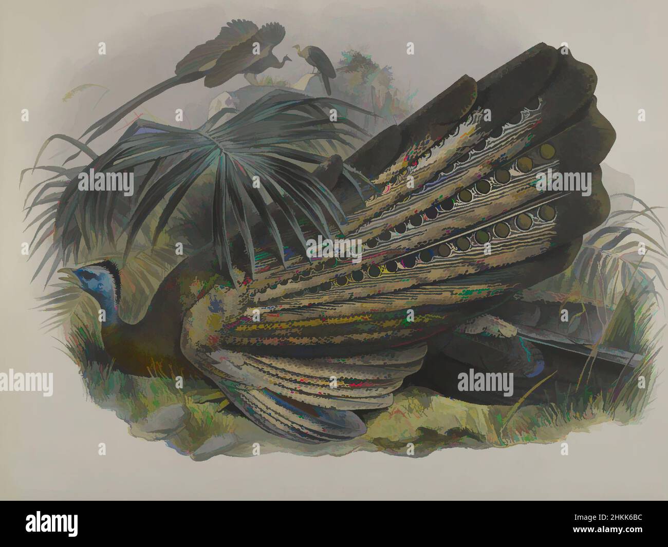 Art inspired by Argus Giganteus: Great Argus Pheasant, John Gould ...