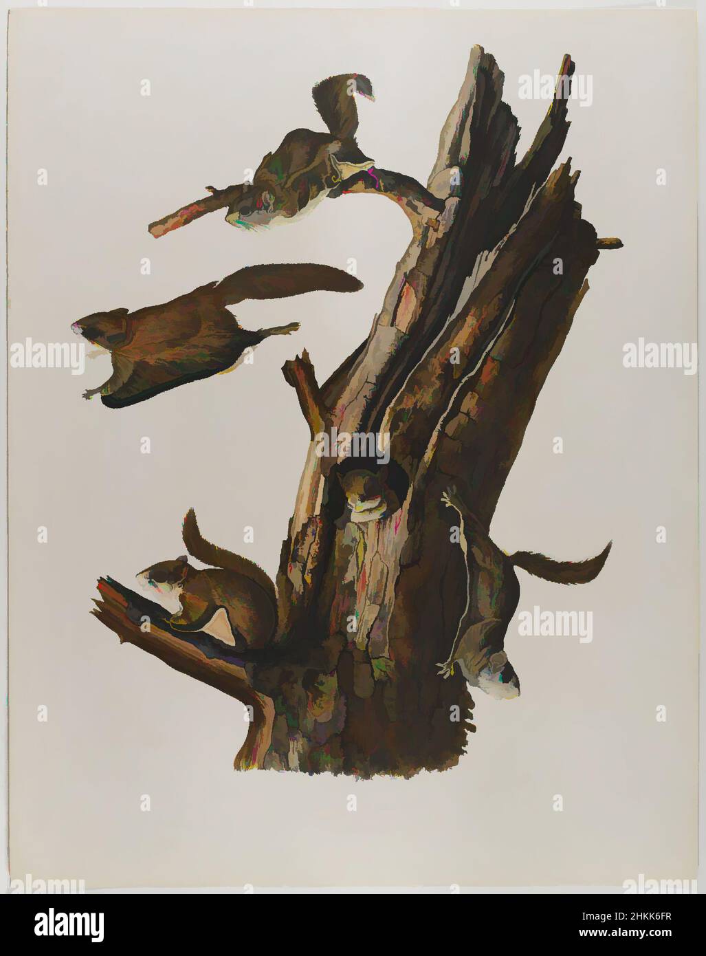 Art inspired by Common Flying Squirrel, John James Audubon, American ...