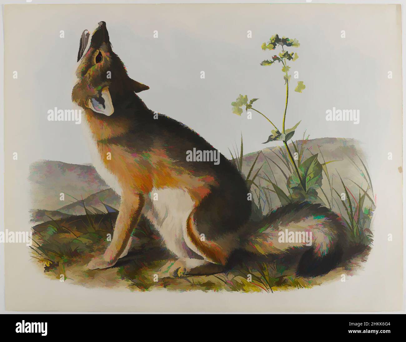 Art inspired by Swift Fox, John James Audubon, American, born Haiti ...