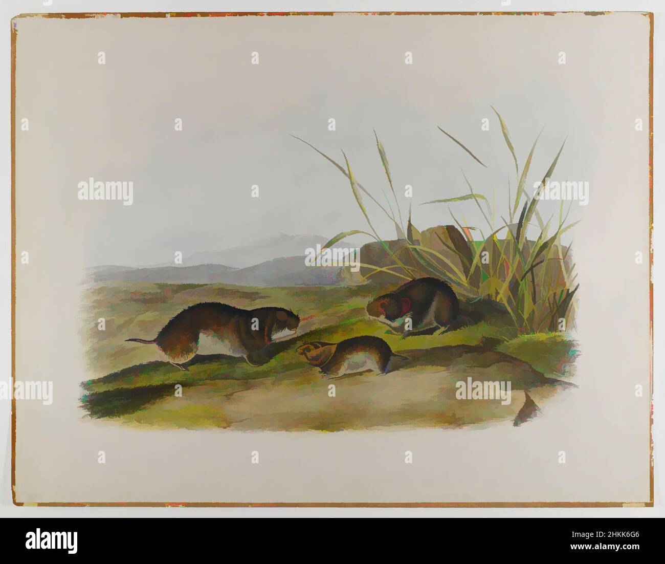 Art inspired by Yellow-Cheeked Meadow Mouse, John James Audubon ...