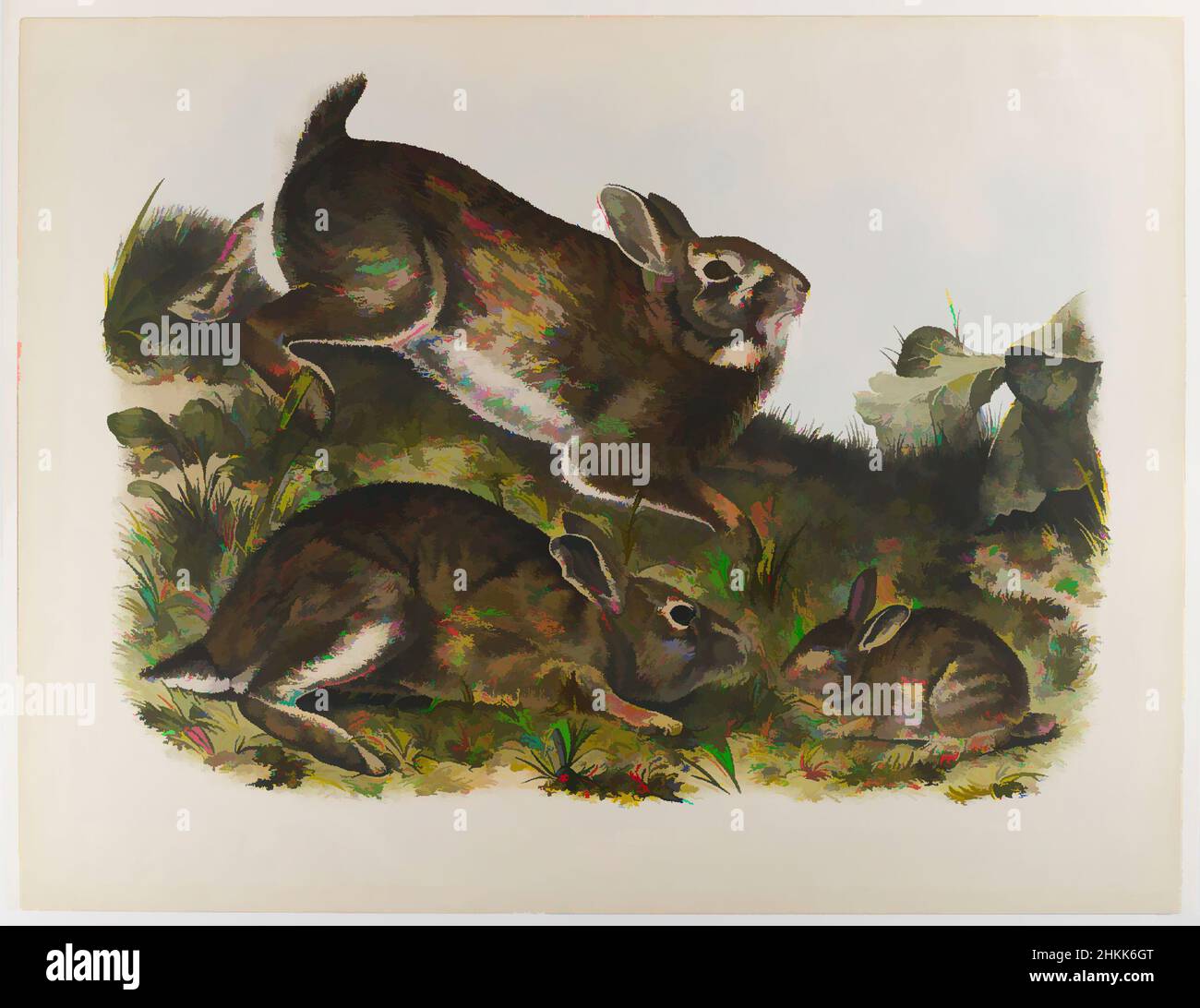 Art inspired by Grey Rabbit, John James Audubon, American, born Haiti ...