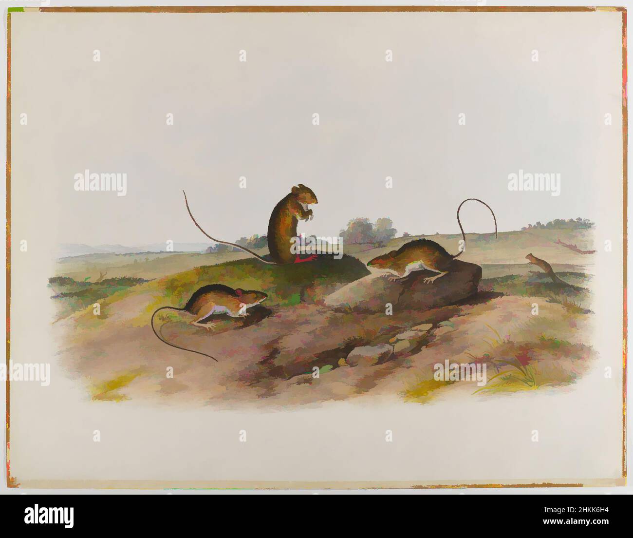 Meadow jumping mouse hi-res stock photography and images - Alamy