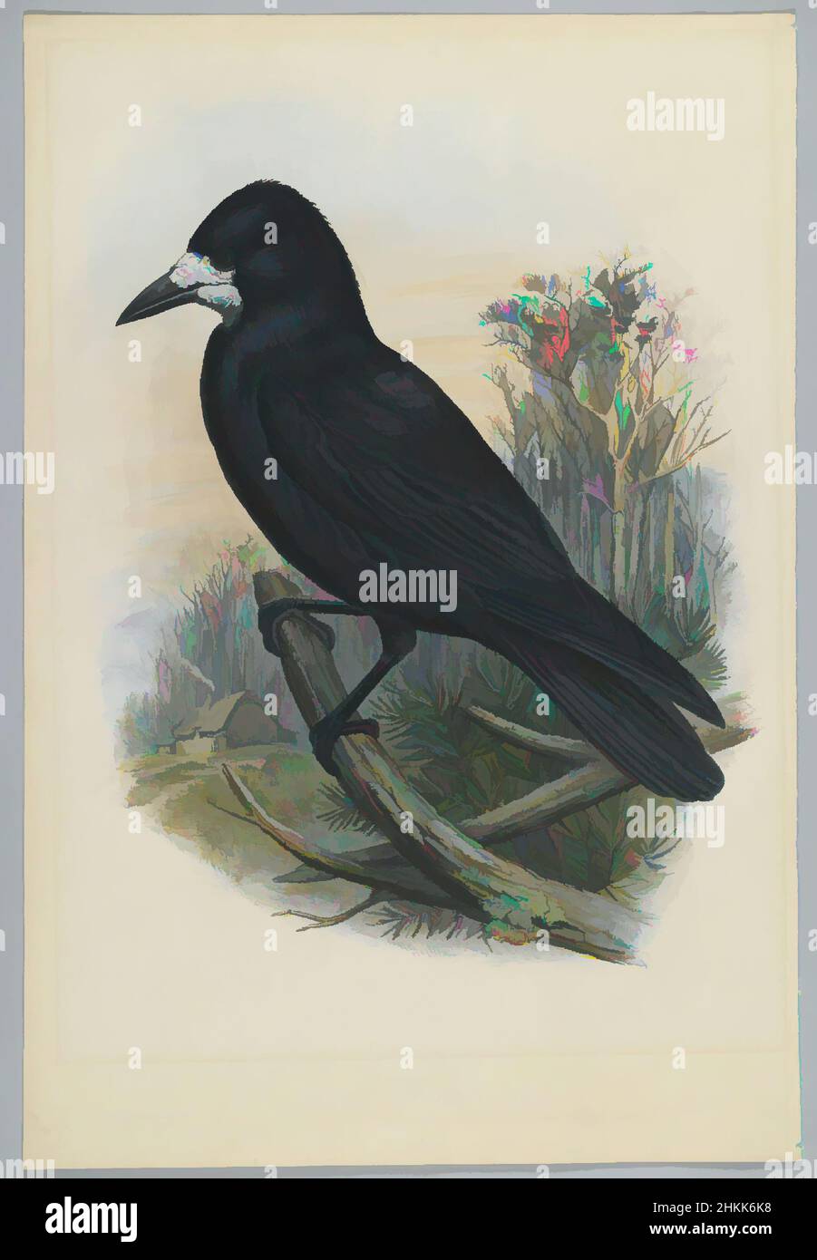 Art inspired by Corvus Frugilegus - Rook, John Gould, British, 1804 ...