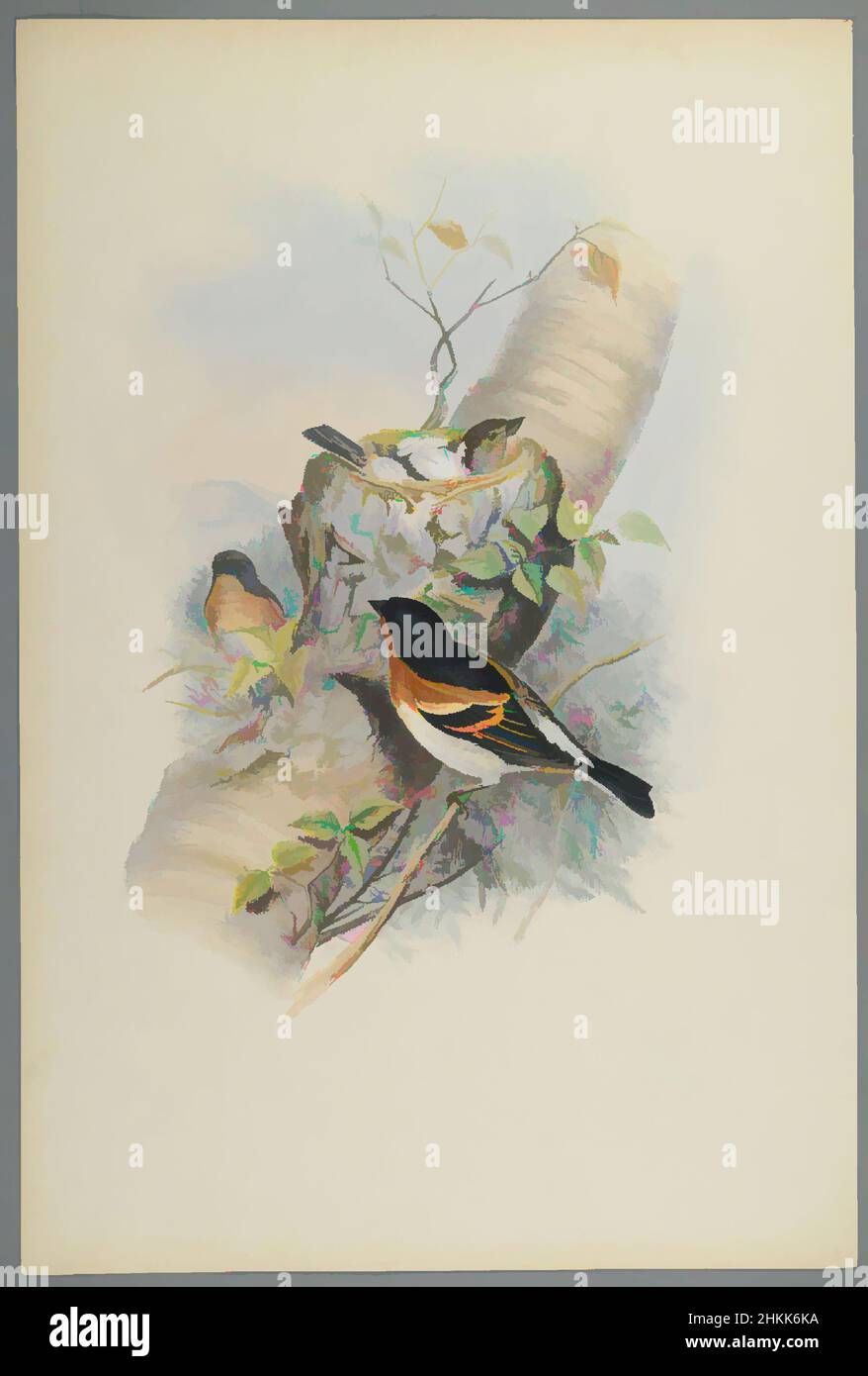 Art inspired by Fringilla Montifringilla - Bramblefinsh, John Gould ...