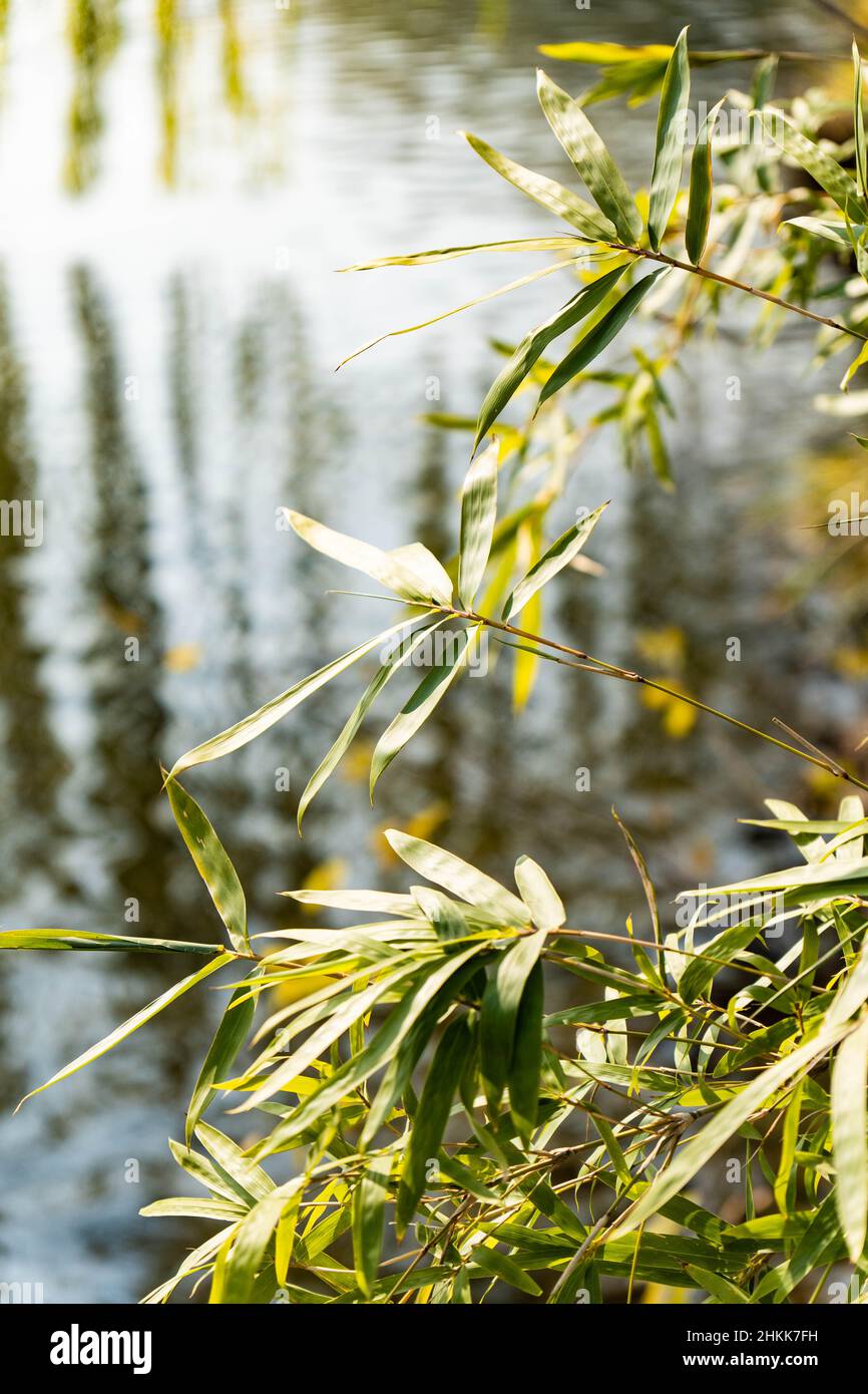 One sunny day in the nature Stock Photo - Alamy