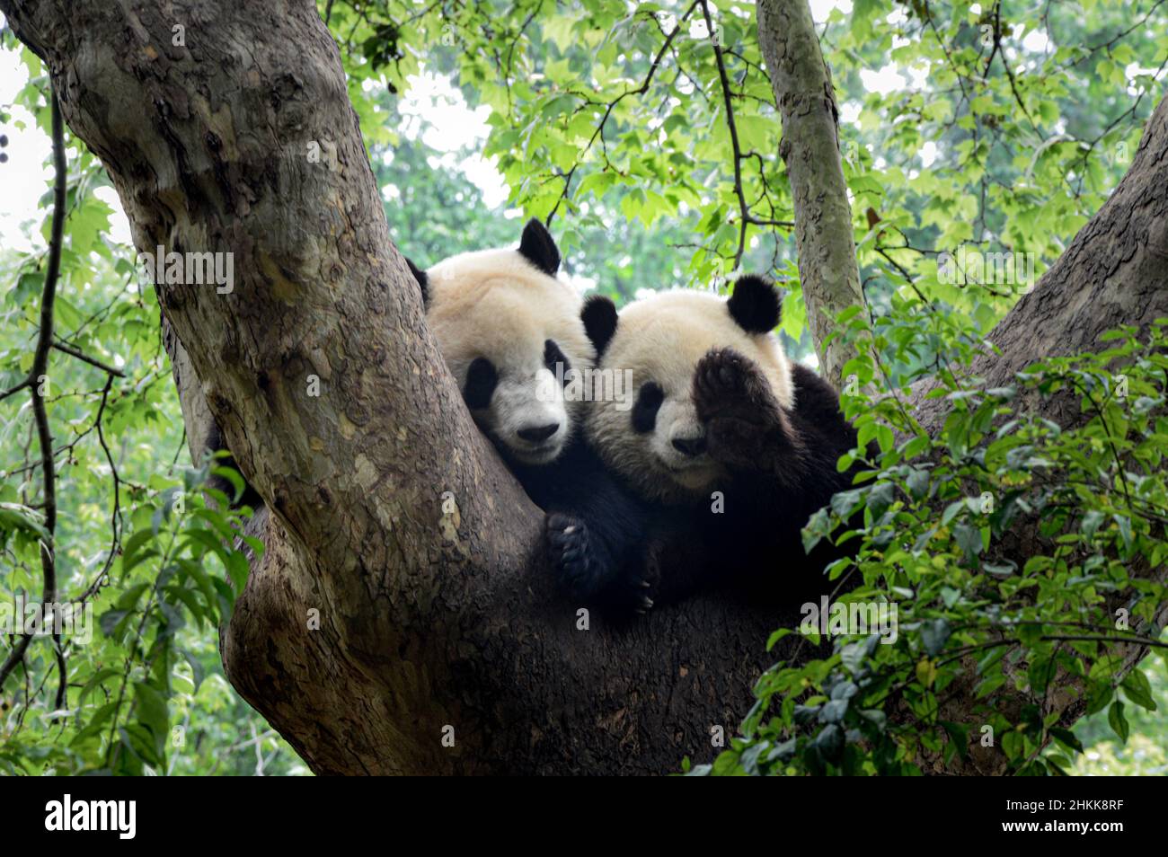 Closeup of cute pandas in the forest Stock Photo - Alamy