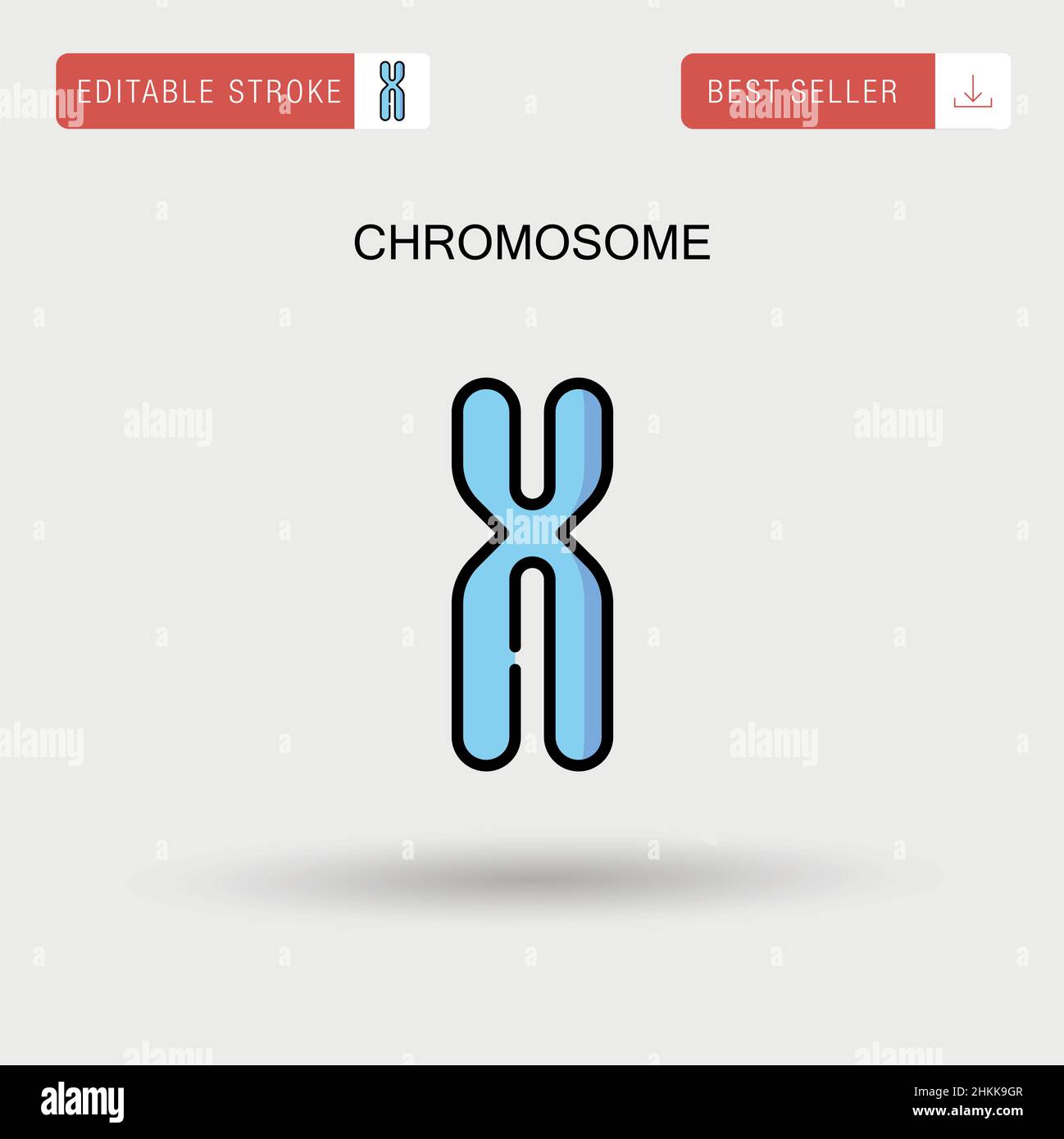 Chromosome diagram chromatid Stock Vector Images - Alamy