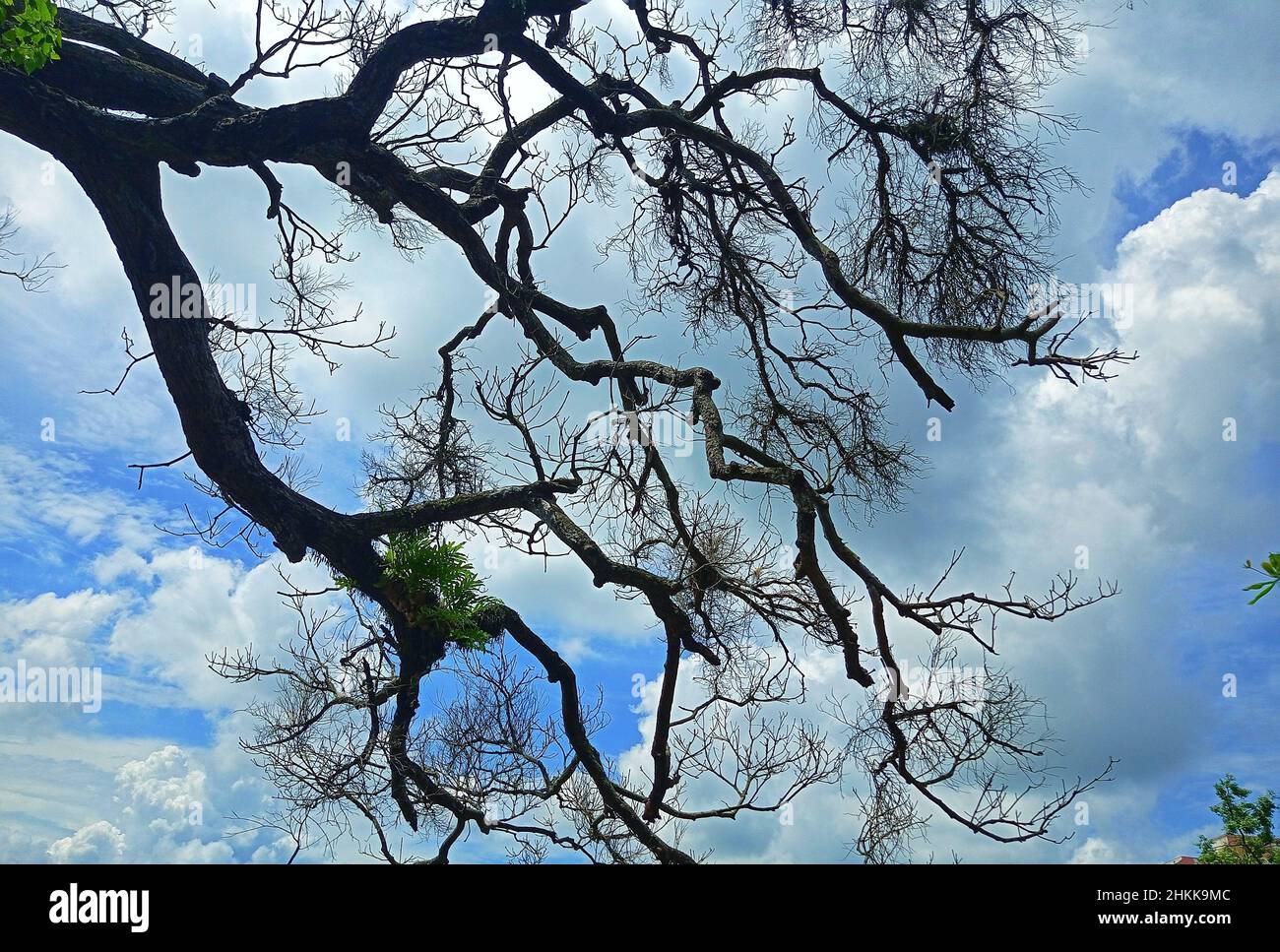 Most Beautiful Tree and Sky Stock Photo - Alamy
