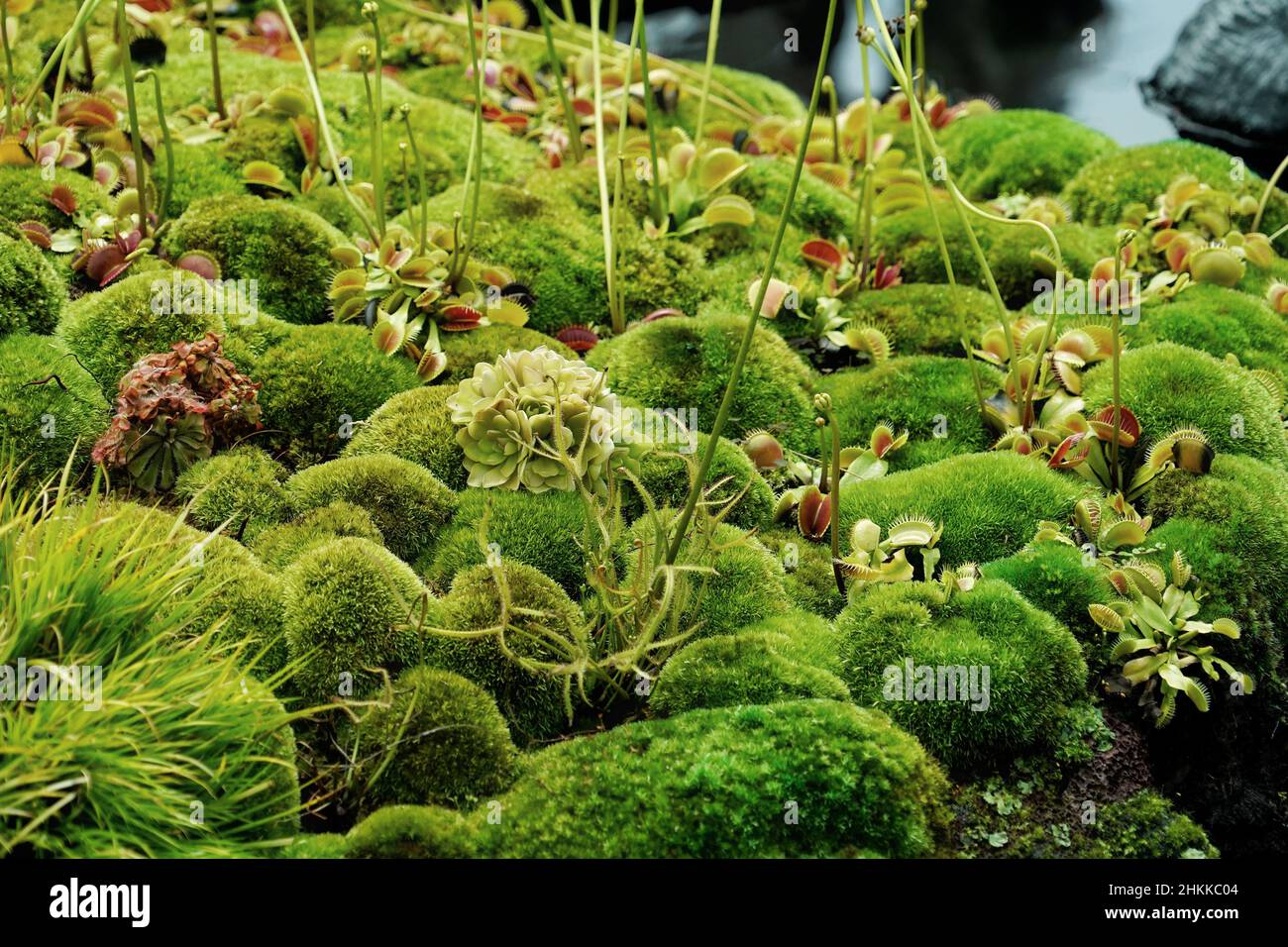Macro shot of a moss growing on rock Stock Photo - Alamy
