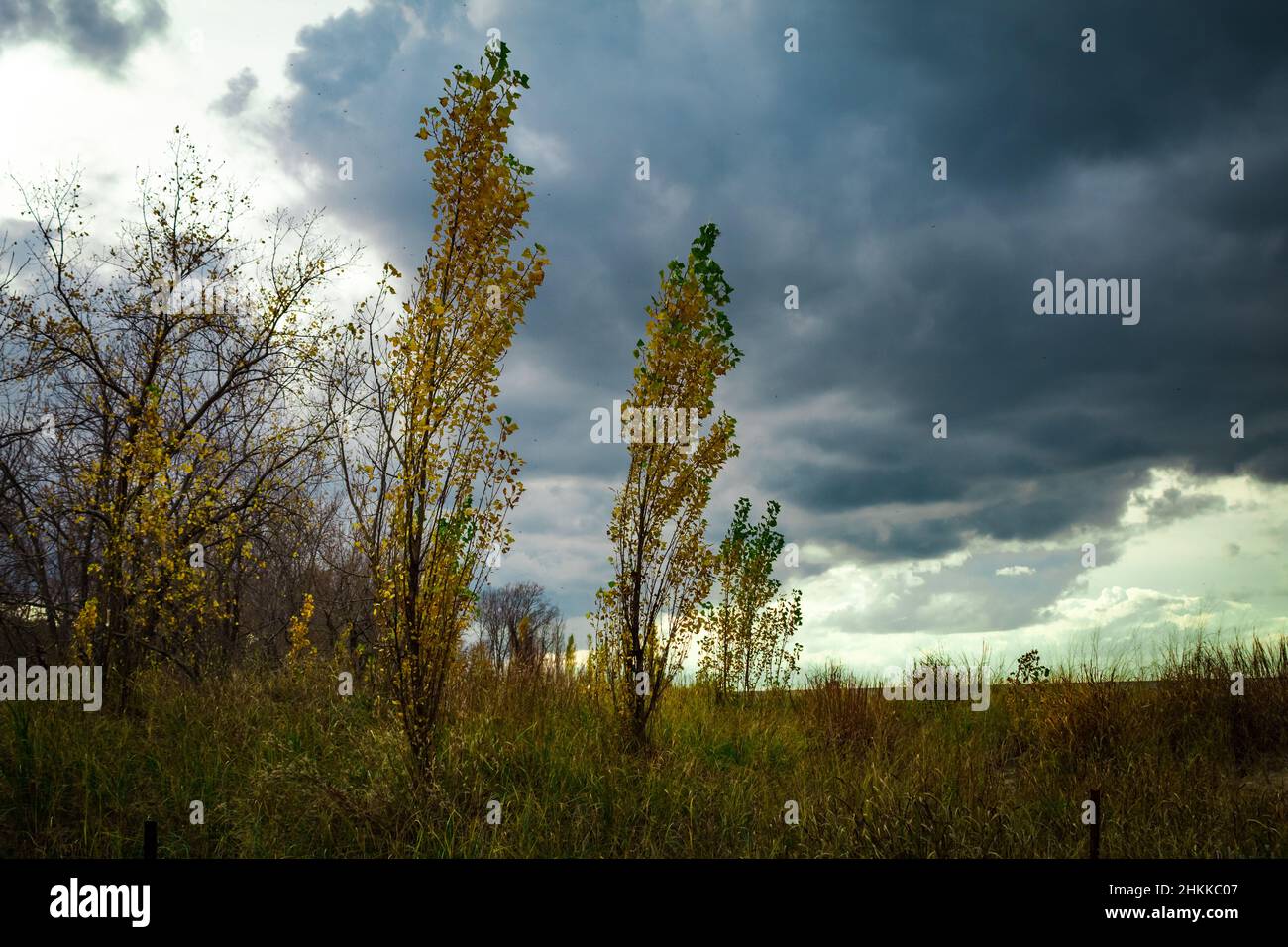 Closeup of yellow trees in a dried grass field Stock Photo - Alamy