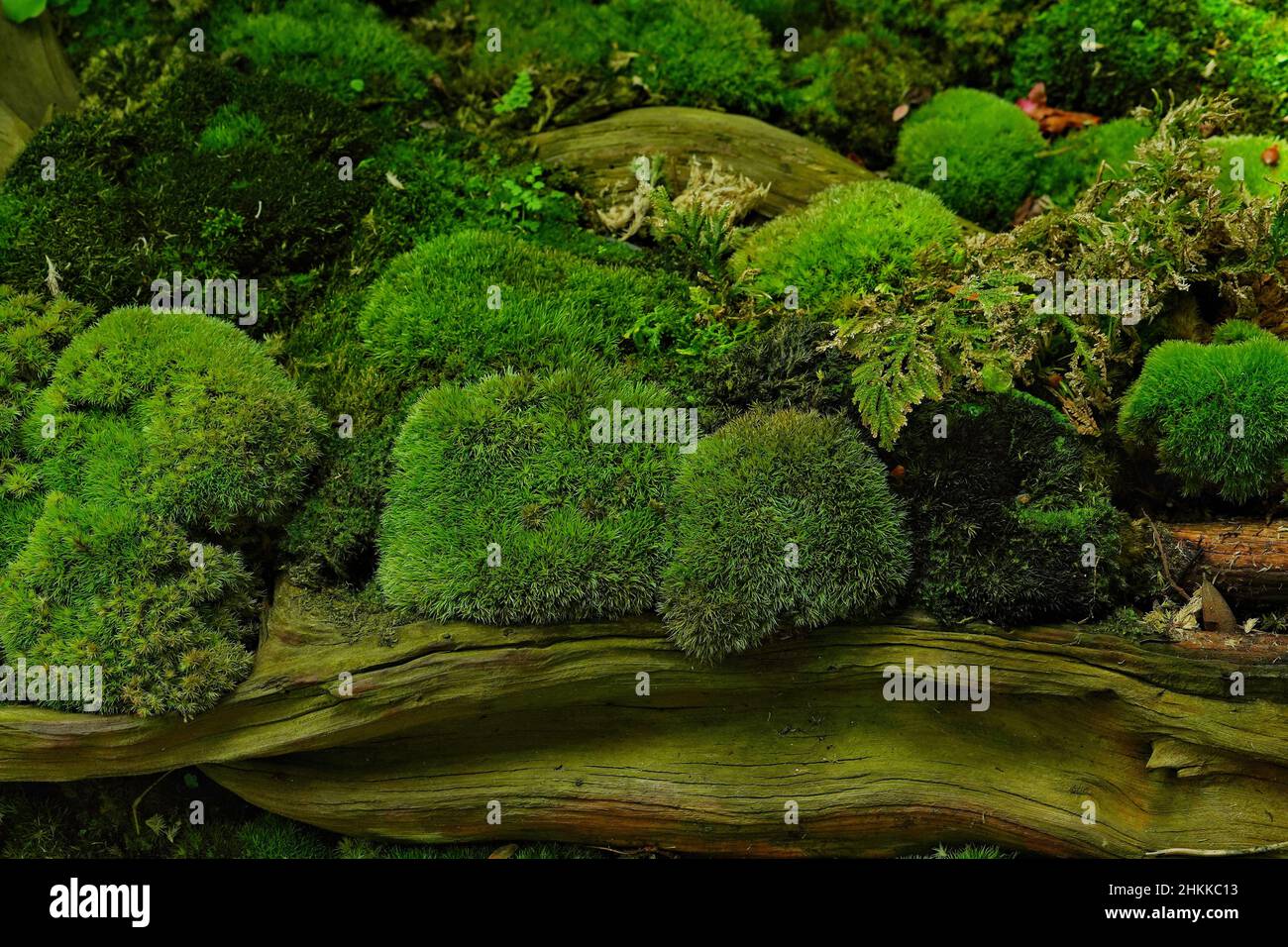 Cloud forest ferns hi-res stock photography and images - Alamy