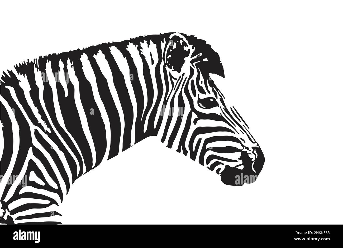 Vector image of zebra head on white background. Easy editable layered ...