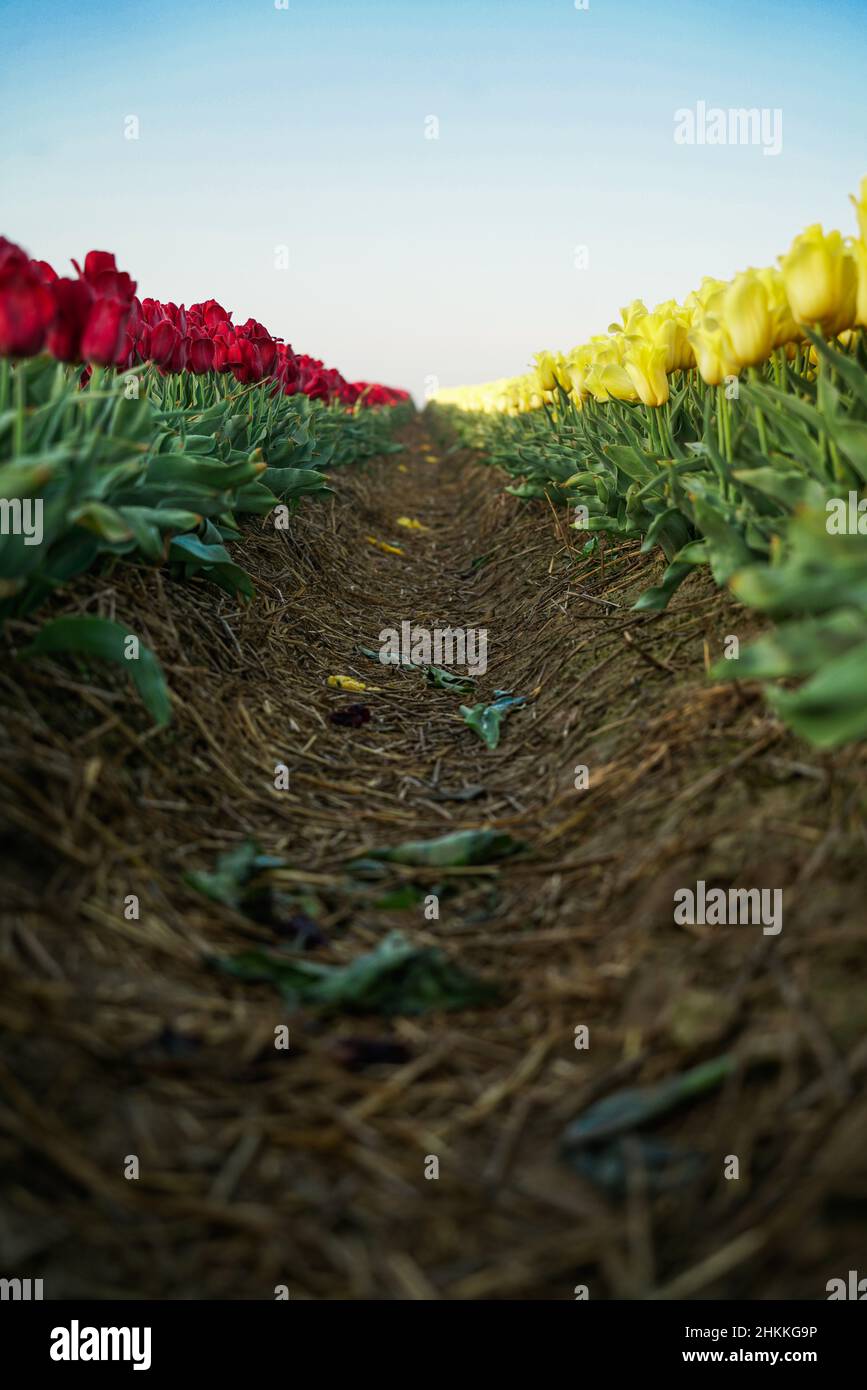 Vertical shot of the ground in a flower field Stock Photo - Alamy