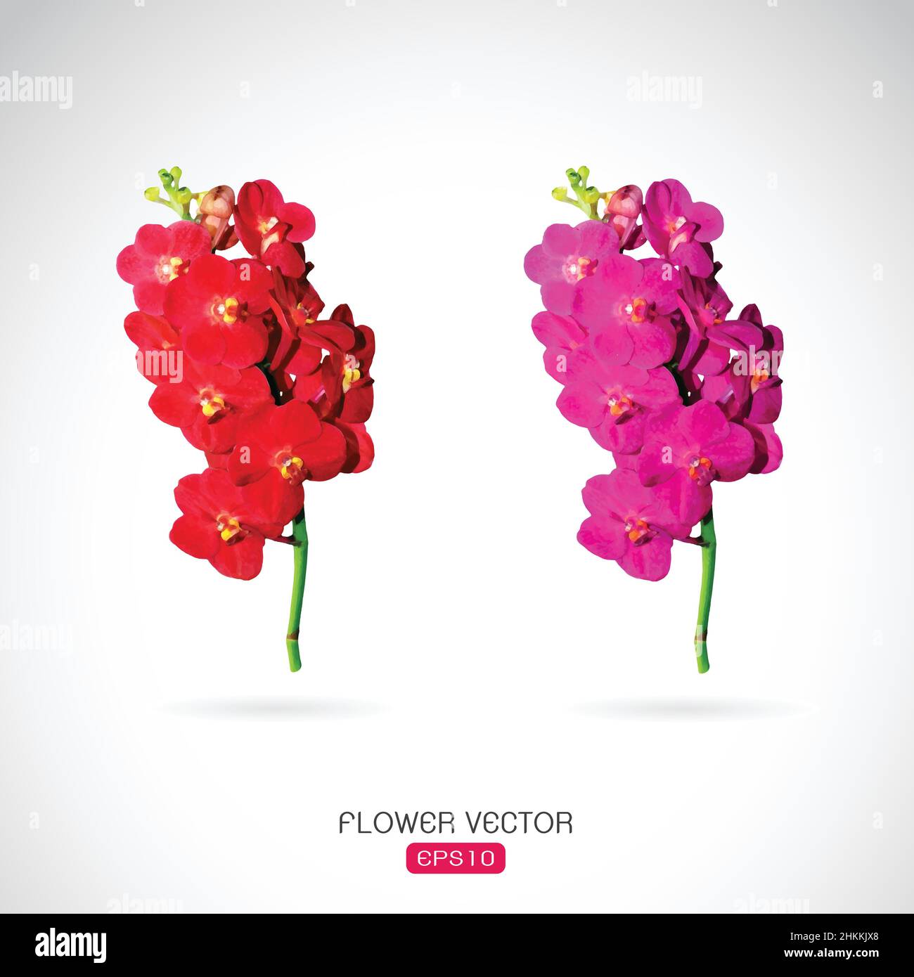 Vector image of orchid flower on white background. Easy editable ...