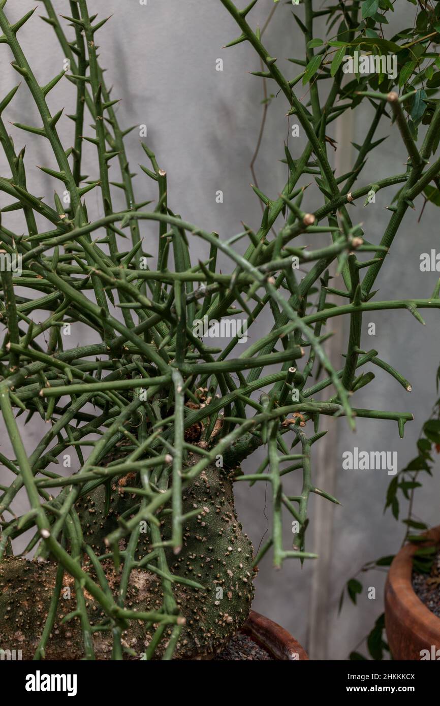 Adenia hi-res stock photography and images - Alamy