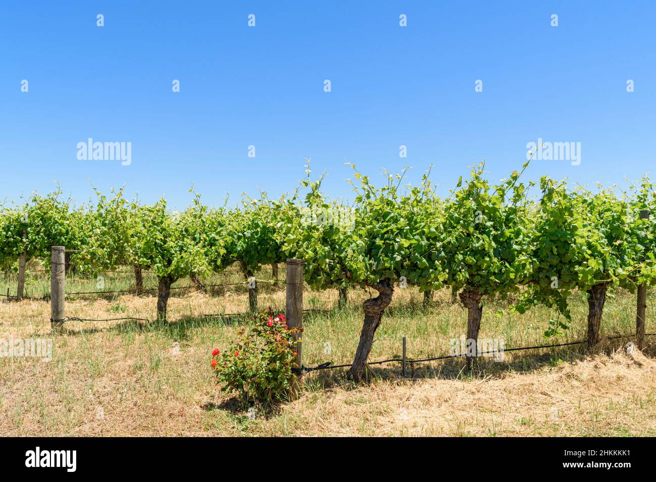 Rows of grapevines at Frankland Estate Winery, Frankland River, Western ...