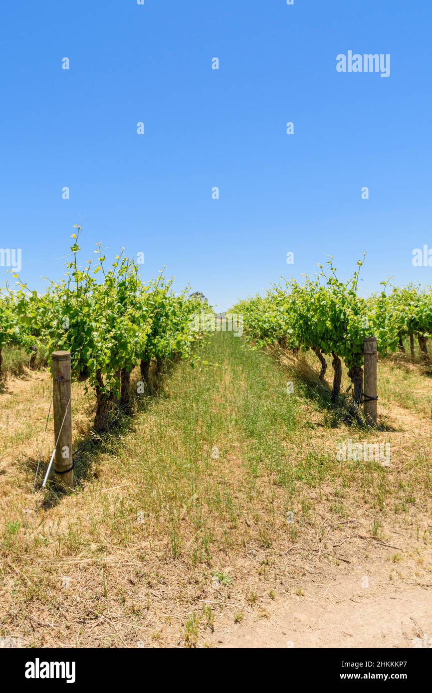 Rows of grapevines at Frankland Estate Winery, Frankland River, Western ...