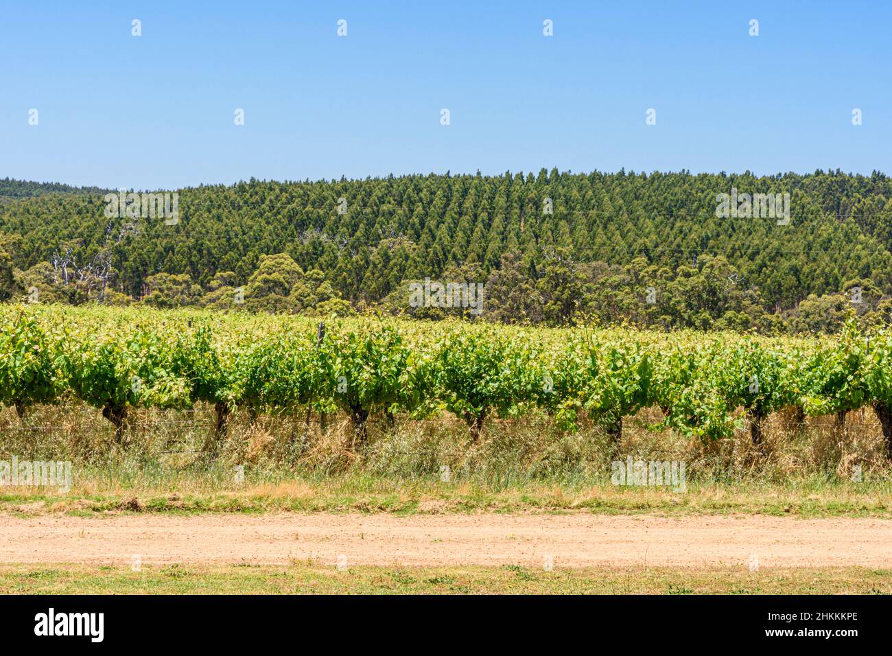 Rows of grapevines at Frankland Estate Winery, Frankland River, Western ...