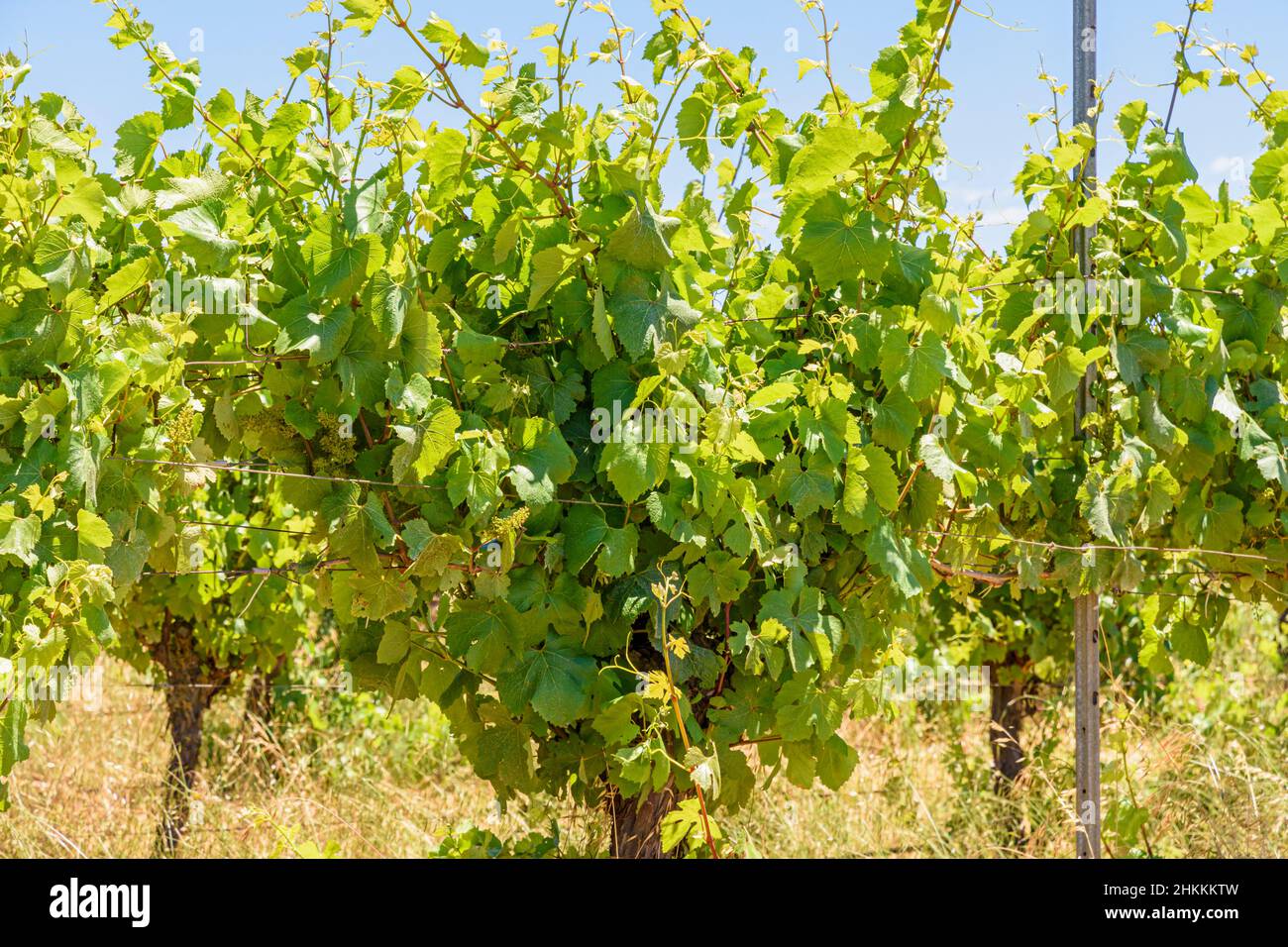Detail of grapevines at Frankland Estate Winery, Frankland River ...