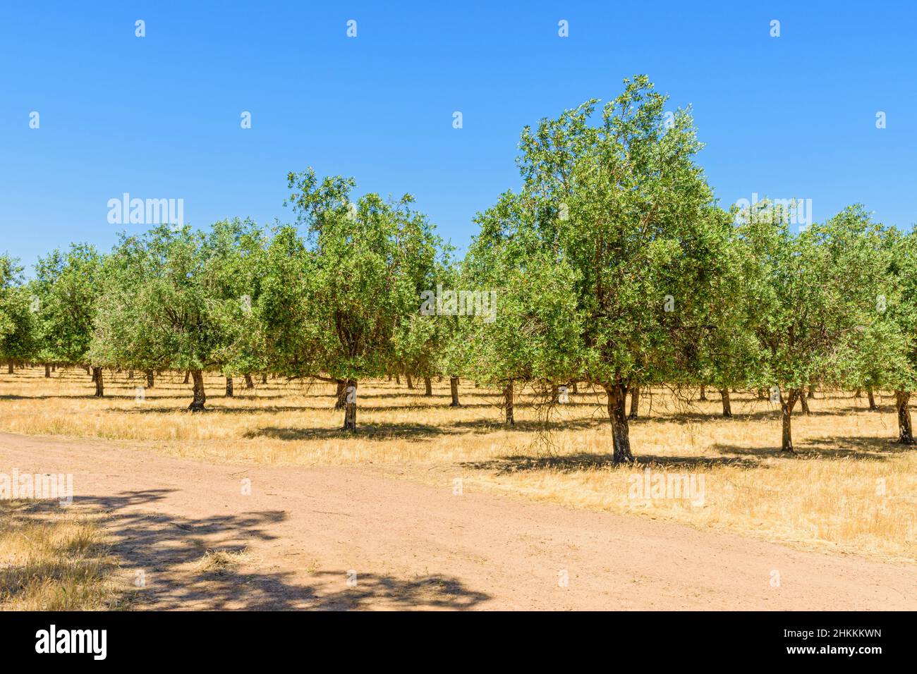 Olive trees in the Frankland River region of Western Australia ...