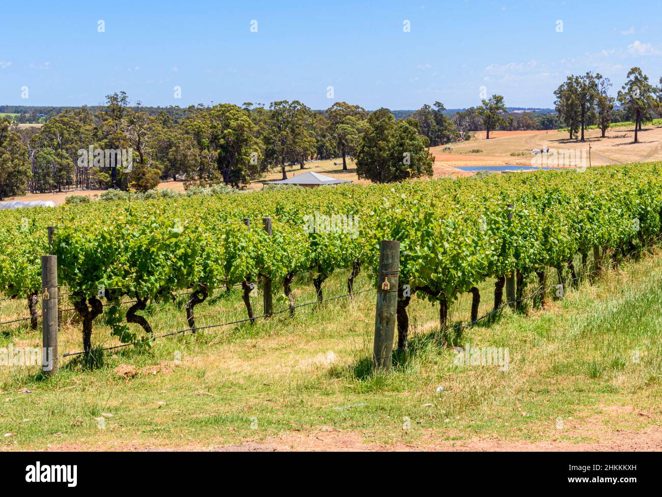Grapevines at Alkoomi Wnes in the Frankland River Region, Western ...