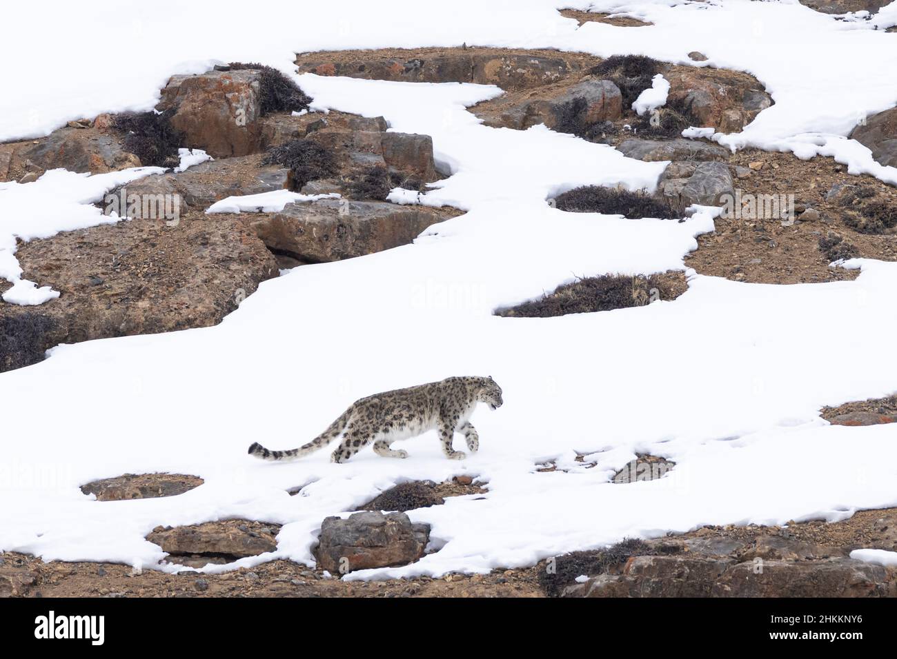 Indian Snow Leopard