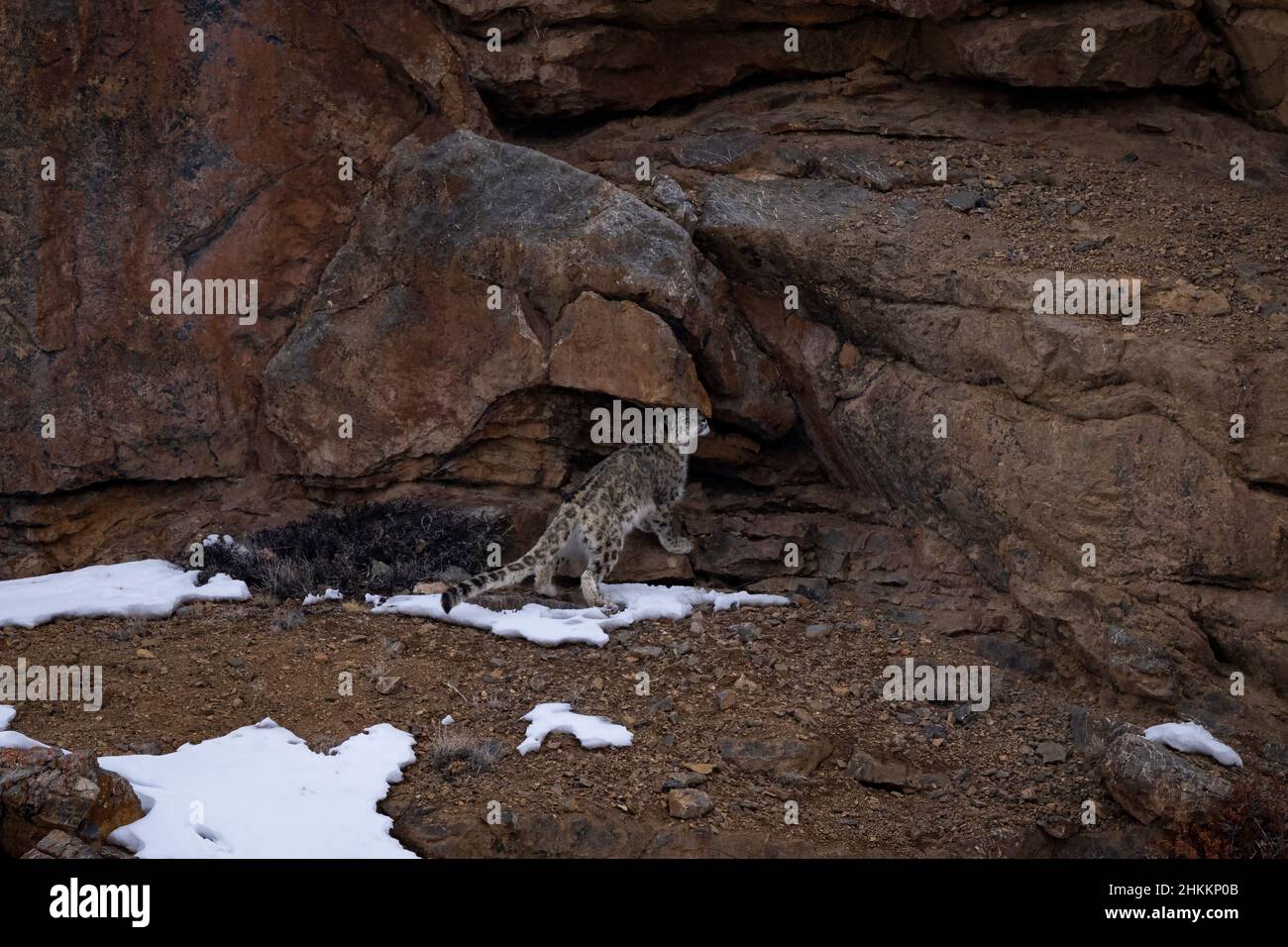 Indian himalayas snow leopard hi-res stock photography and images - Alamy