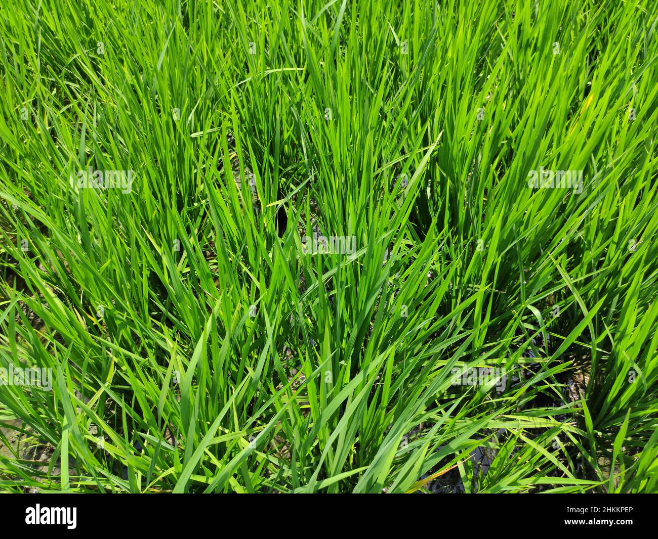 Paddy agriculture in Indonesia. Paddy plants in the growth phase are ...