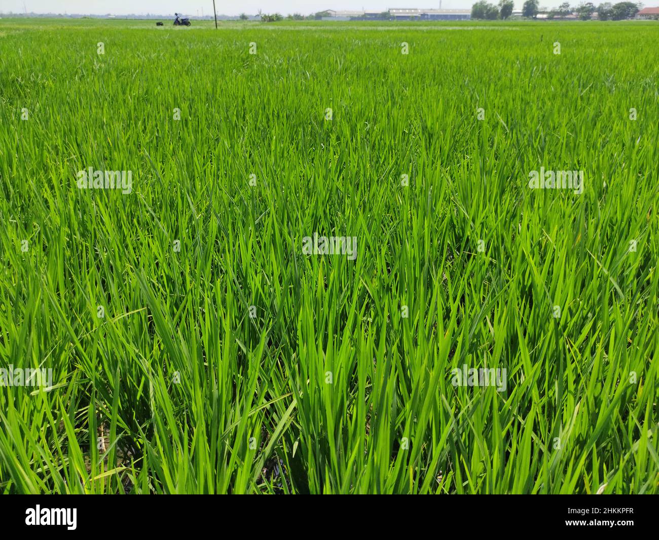 Paddy agriculture in Indonesia. Paddy plants in the growth phase are ...
