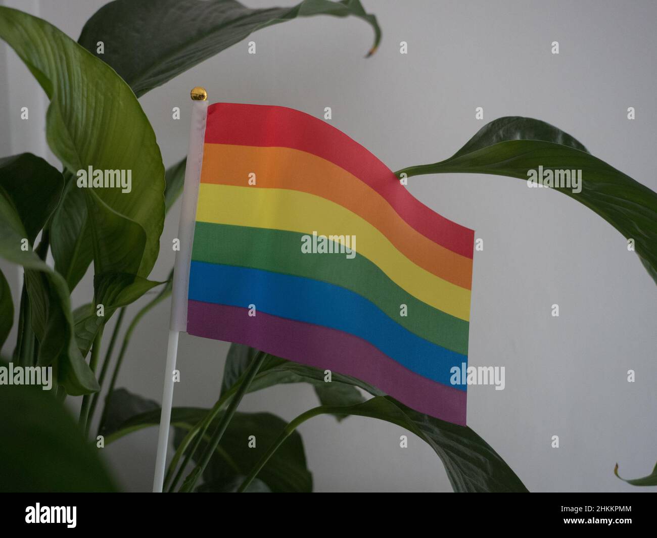 rainbow flag with a background of plants that give it a more exotic ...