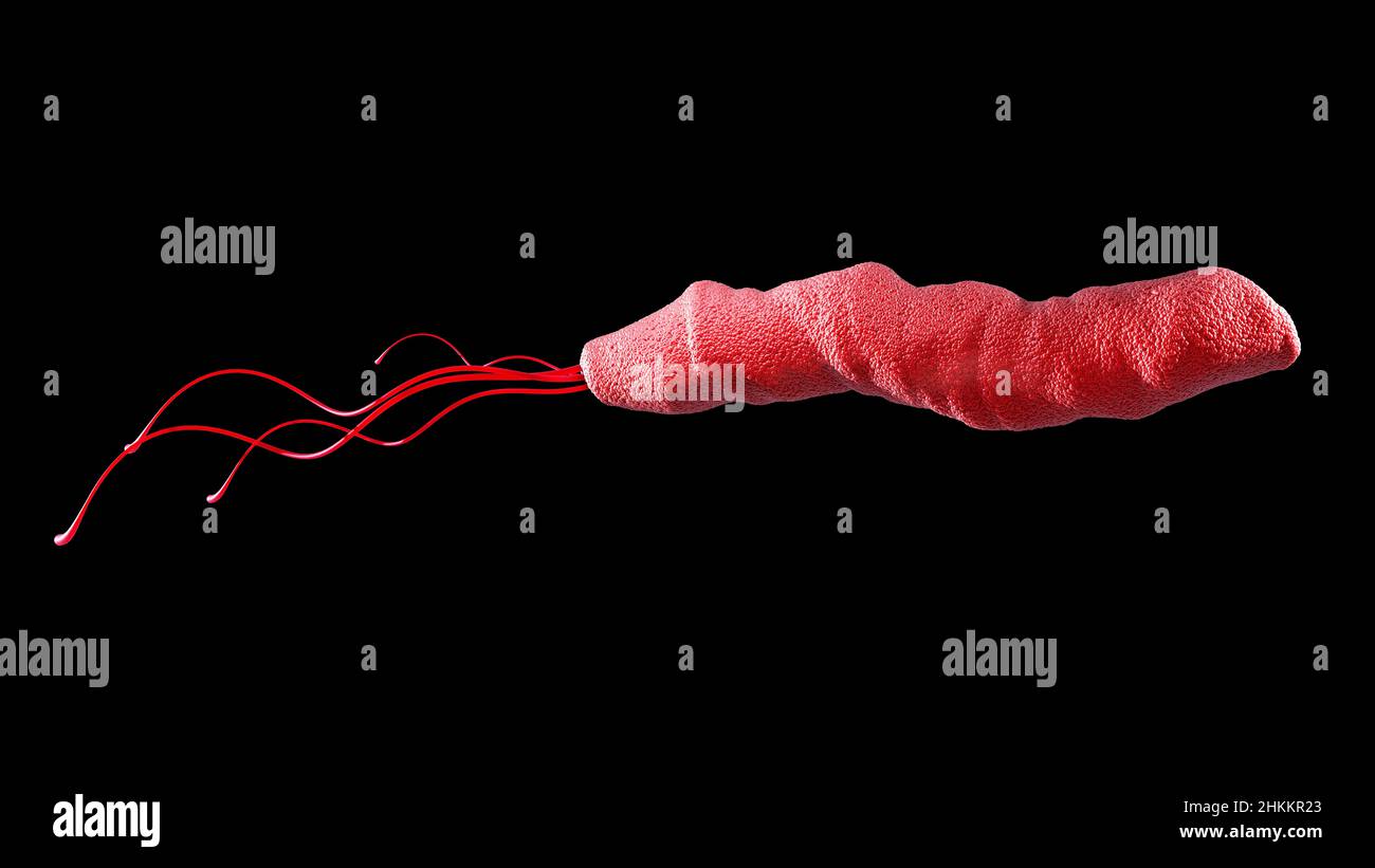 Spiral shaped bacterium hi-res stock photography and images - Alamy