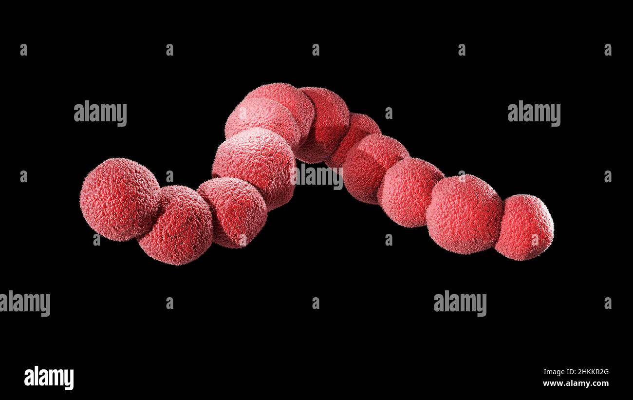 Streptococcus bacteria, illustration Stock Photo - Alamy