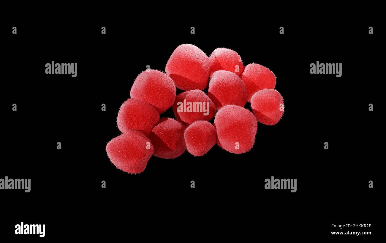 Staphylococcus aureus bacteria, illustration Stock Photo - Alamy