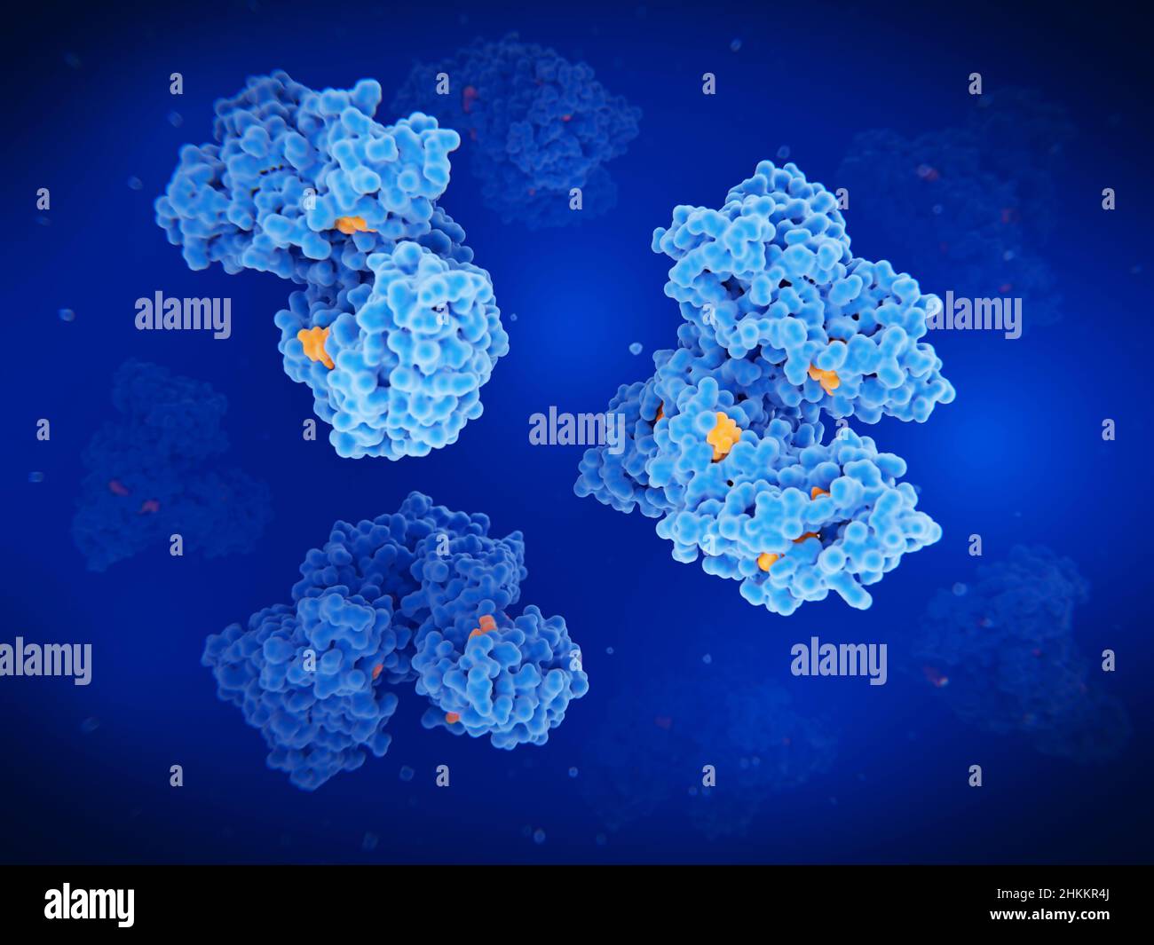 Human serum albumin proteins, illustration Stock Photo - Alamy