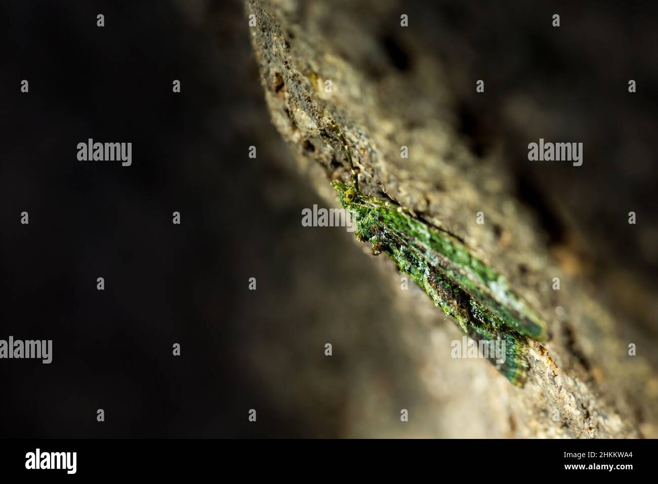 Red-green carpet moth (Chloroclysta siterata) hibernating in a natural ...