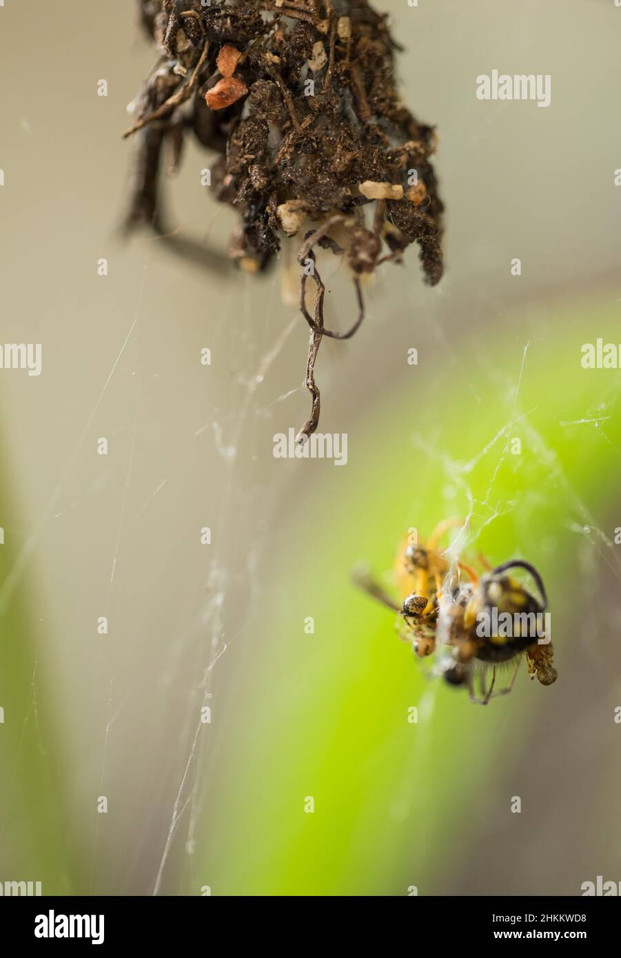 Communal spider nest hi-res stock photography and images - Alamy