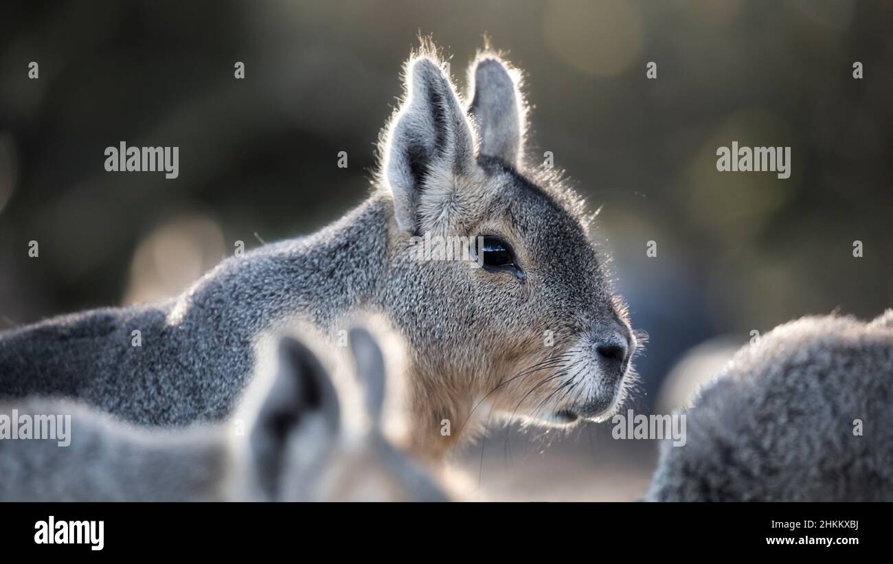 Patagonian Mara, Fota Wildlife Park, Cork, Ireland. Travel Photography ...