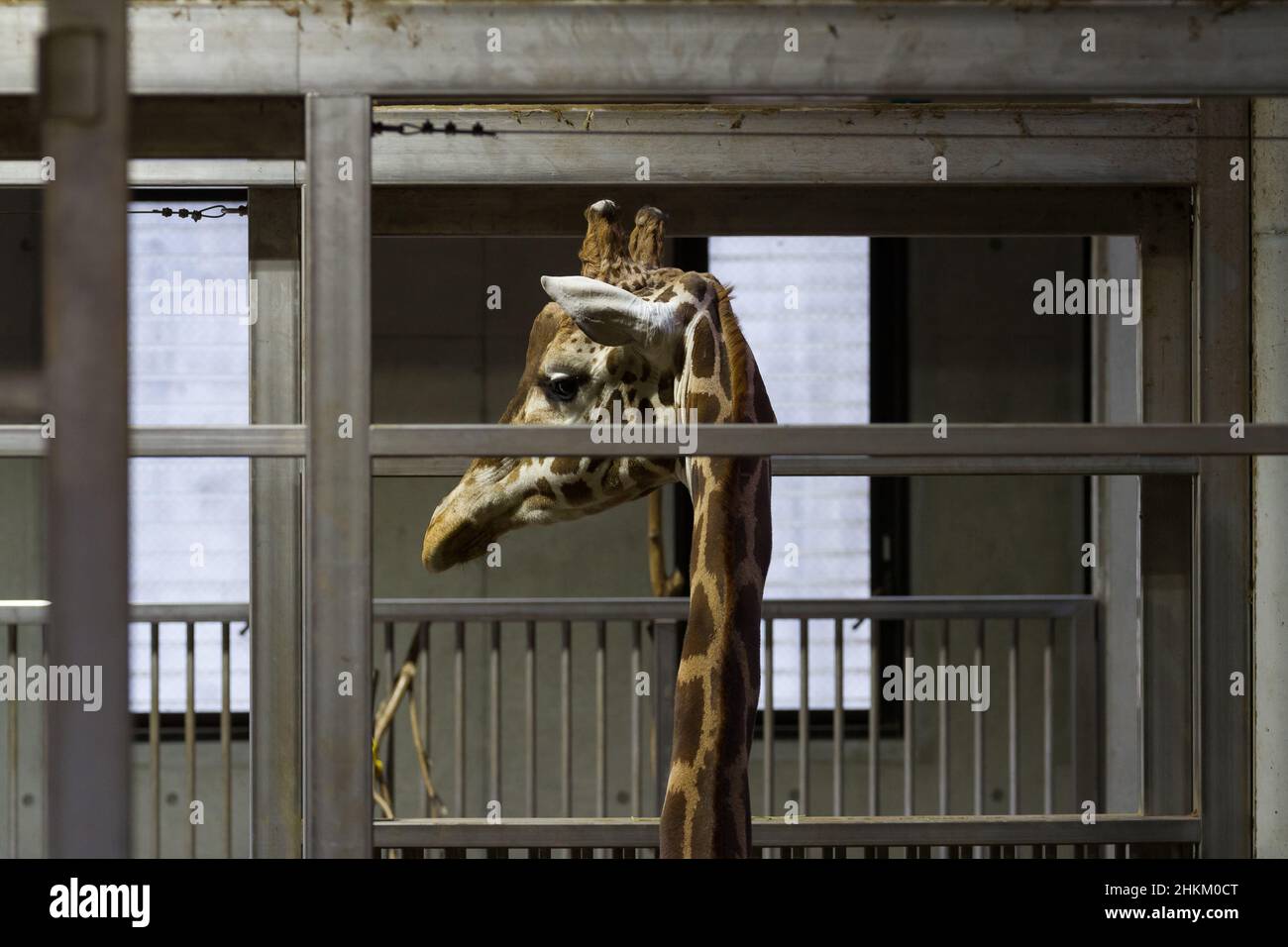 A giraffe inside a building at Zoorasia, Yokohama, Kanagawa, Japan ...