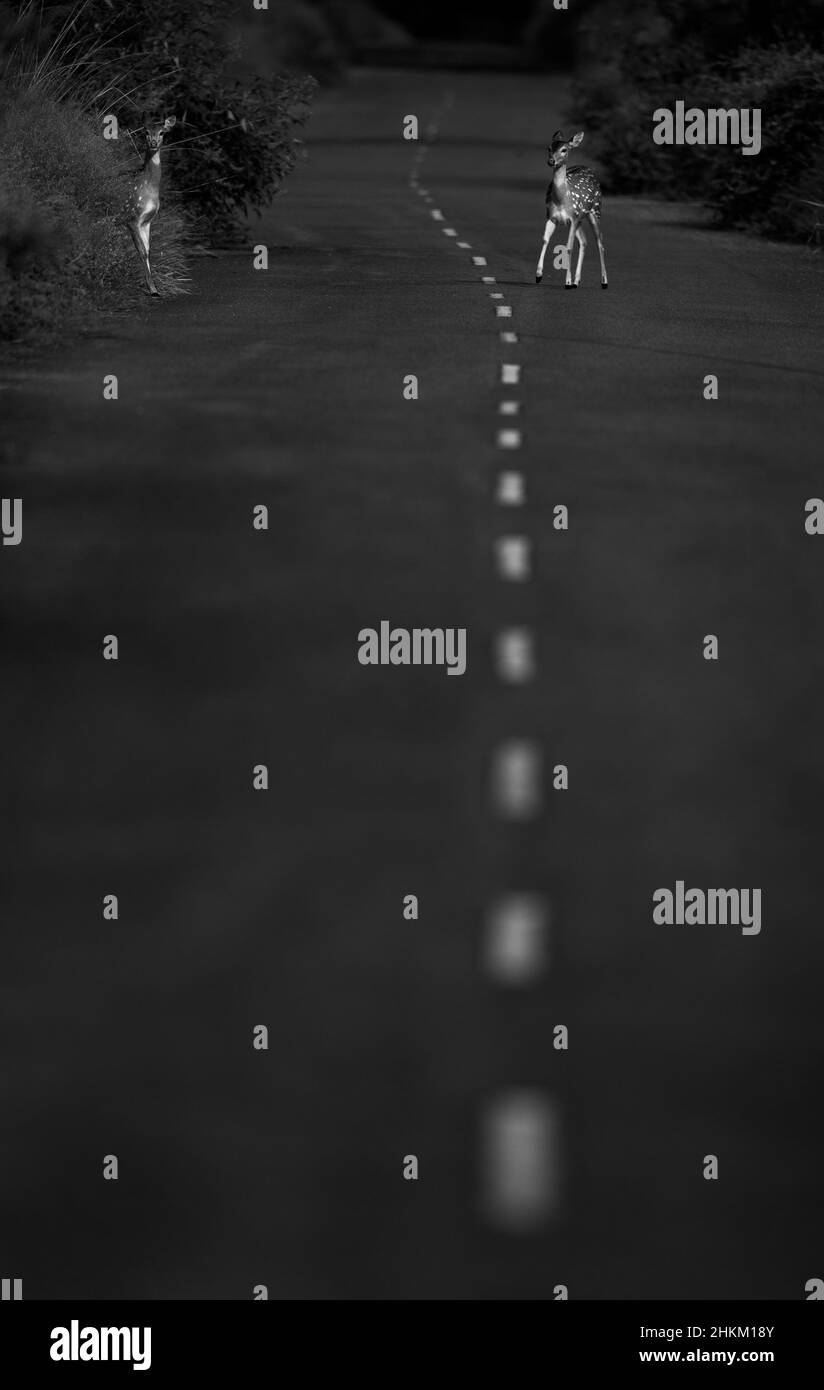 Spotted leaf plant Black and White Stock Photos & Images - Alamy