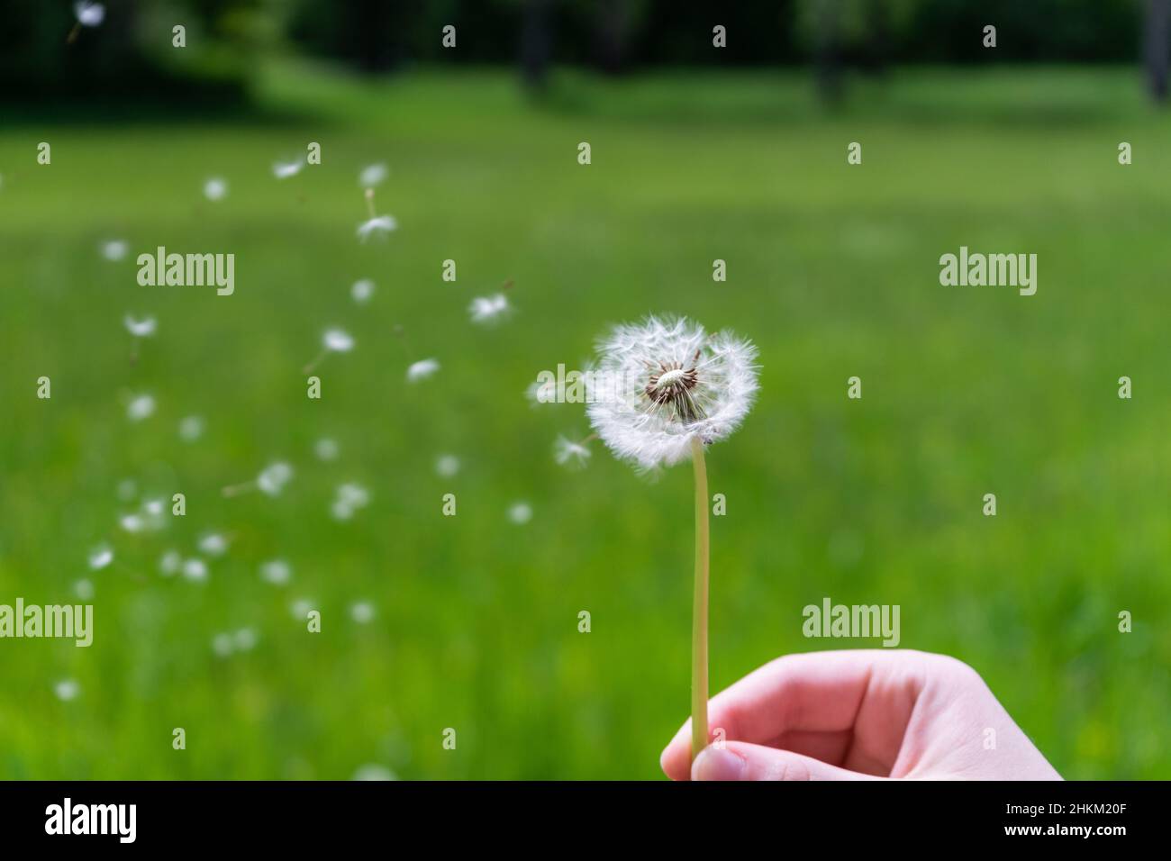 Wind blowing away dandelion particles Stock Photo - Alamy