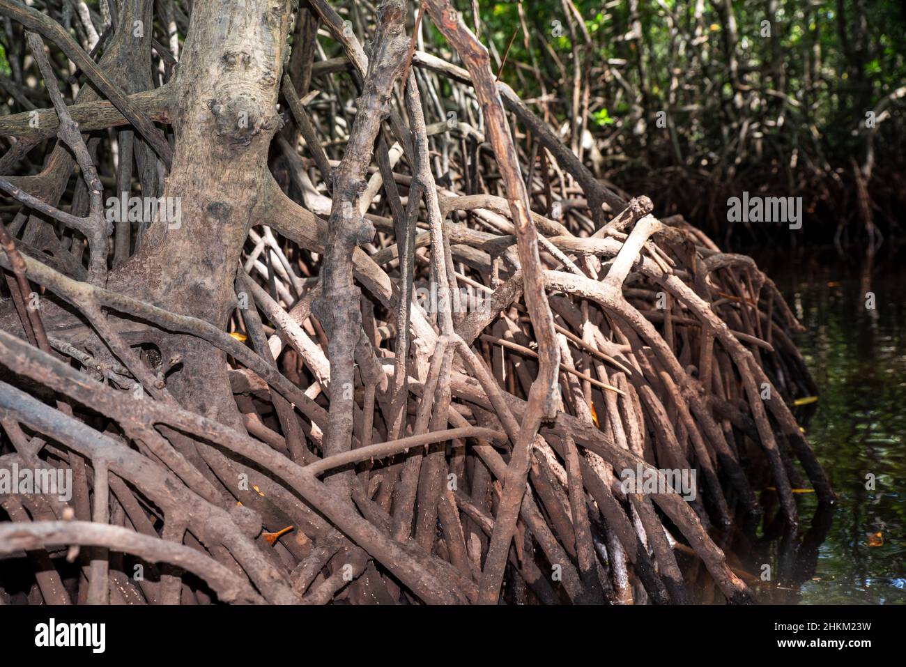Tree branches next to stream in Mangrove forest in Nusa Lembongan in ...