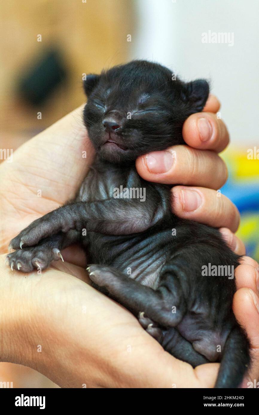Newborn Panther