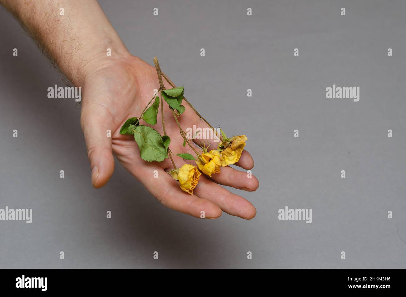 Three small yellow roses in a man's hand. A mature man holding ...