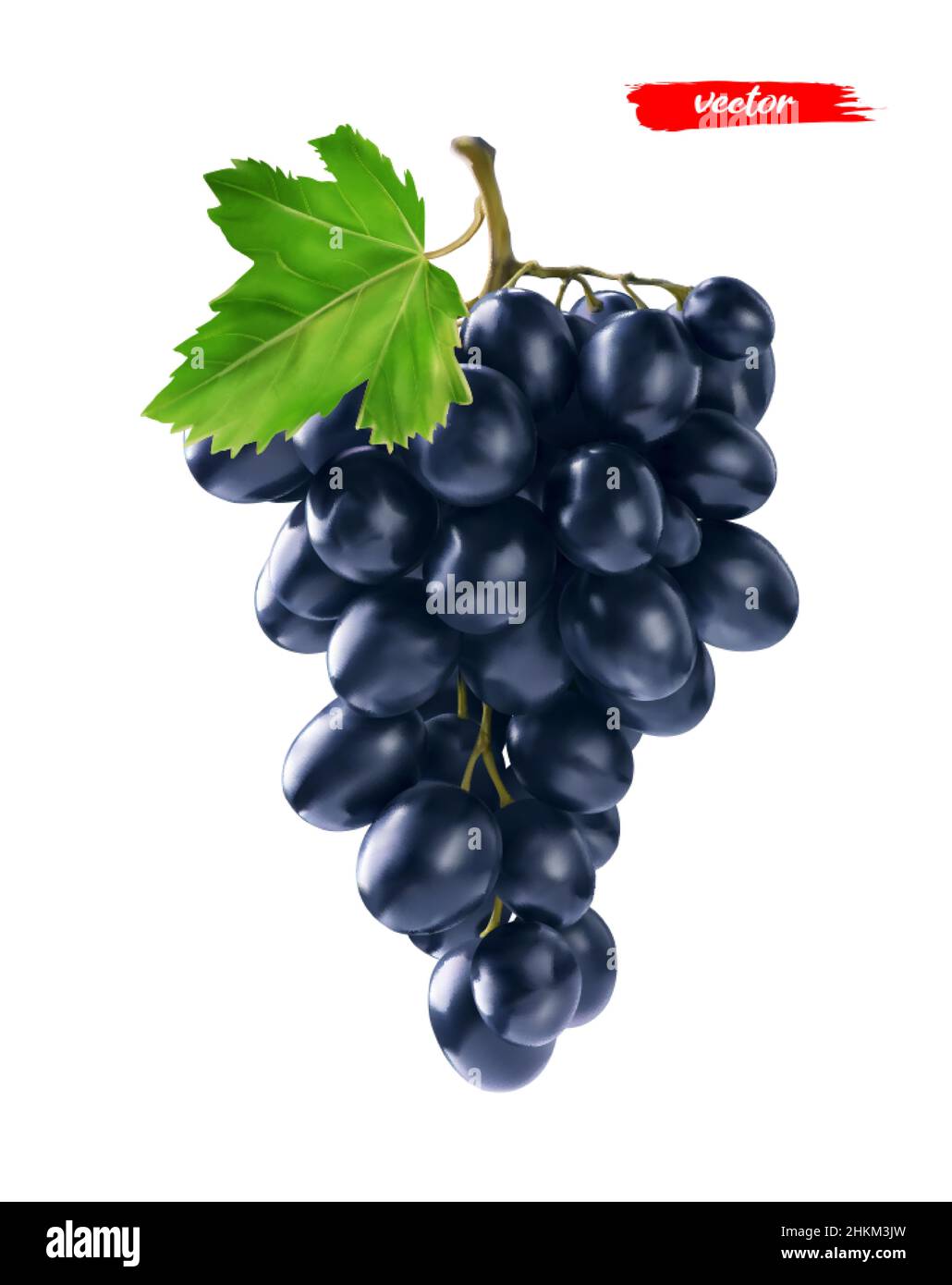 Black grape with grape leaf isolated on white. Realistic vector ...