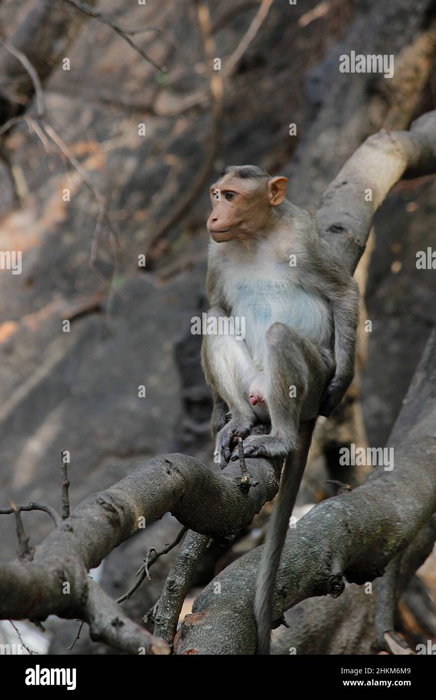 indian monkey Bonnet Macaque sitting at Tree in the Jungle Stock Photo ...